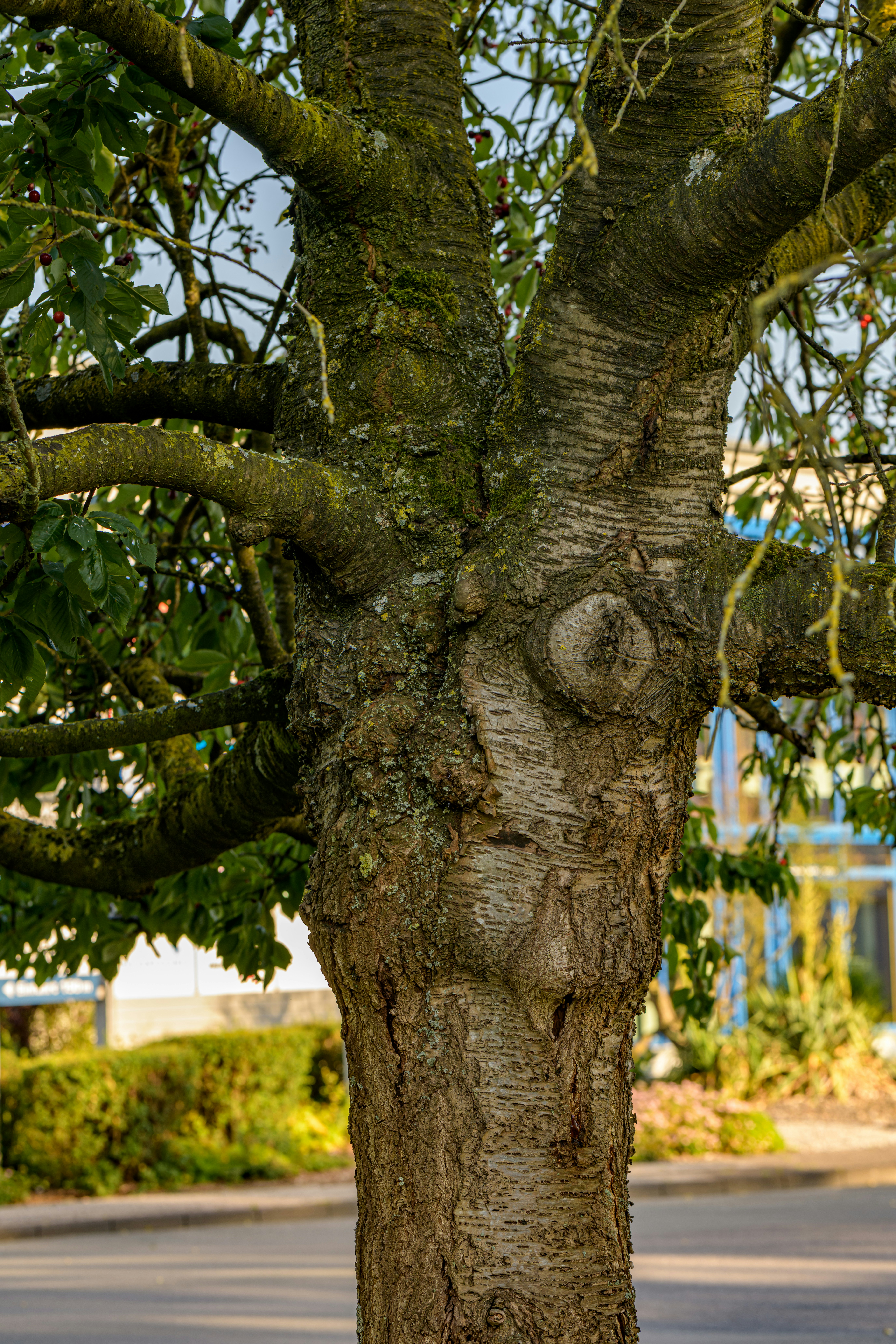 Ancient Trunk in Focus: Mossy Bark and Quiet Street