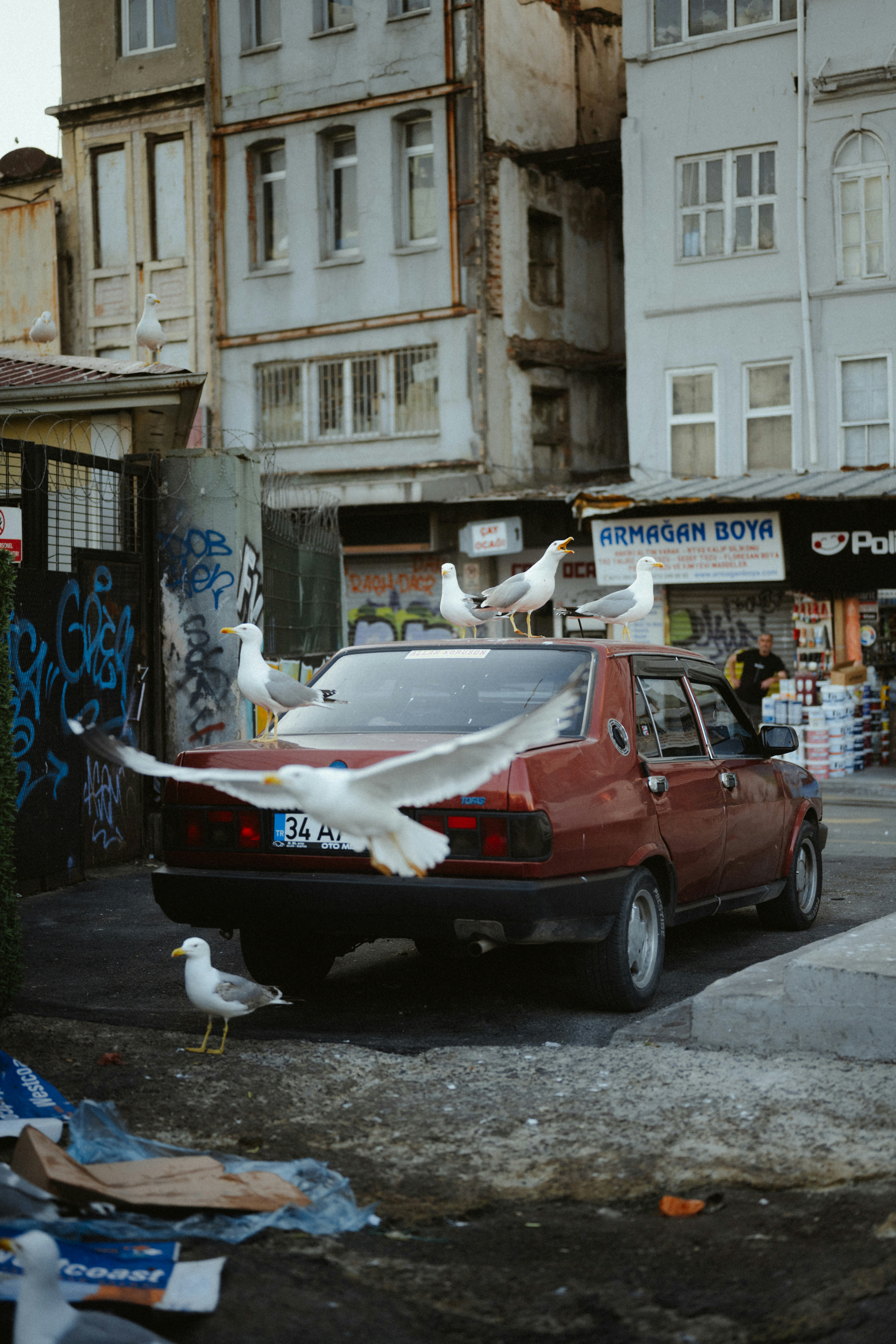 Red Taxi, White Wings: Seagulls Over an Urban Backstreet