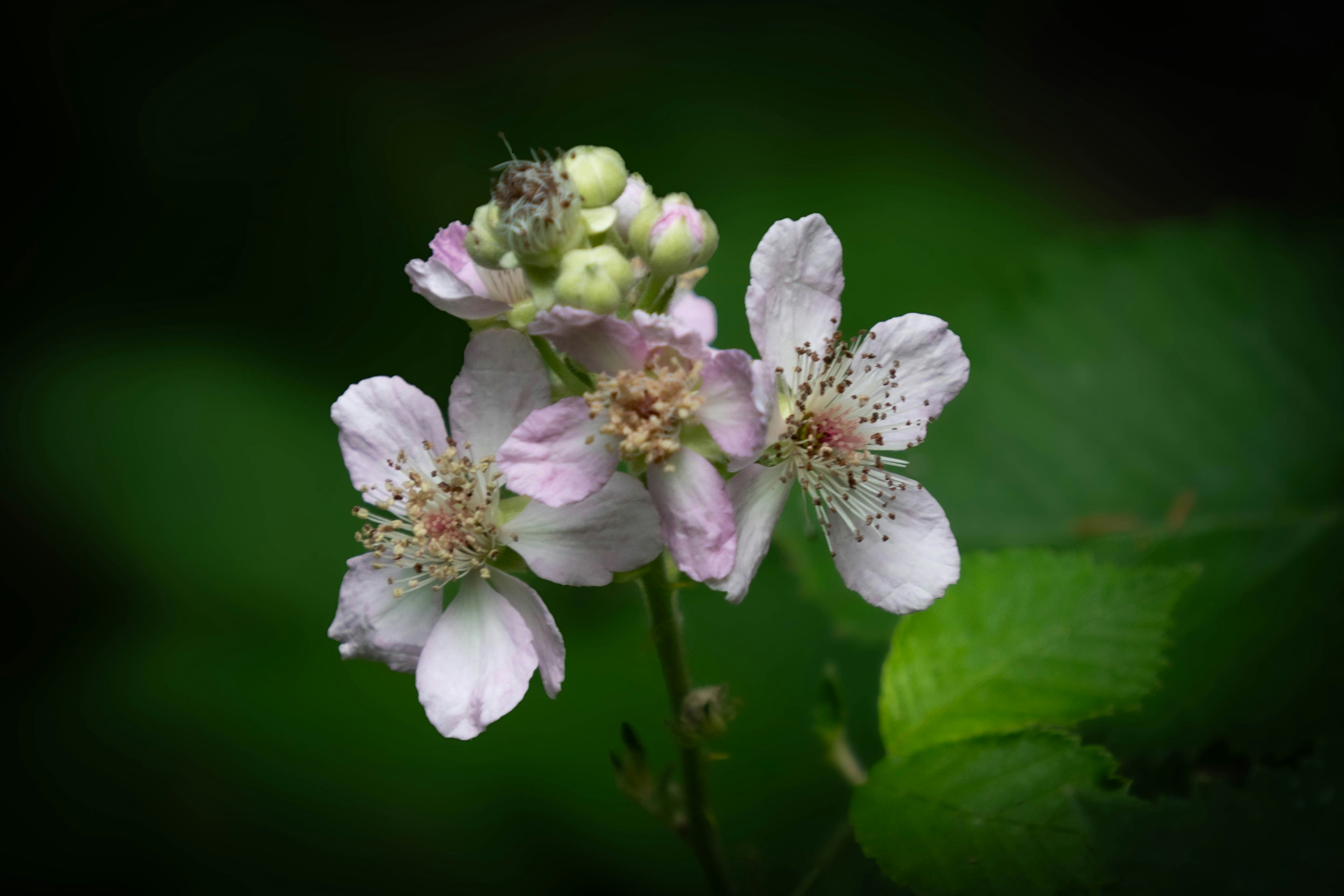 Whispering Blooms: A Soft Pink Corolla in a Velvet Green