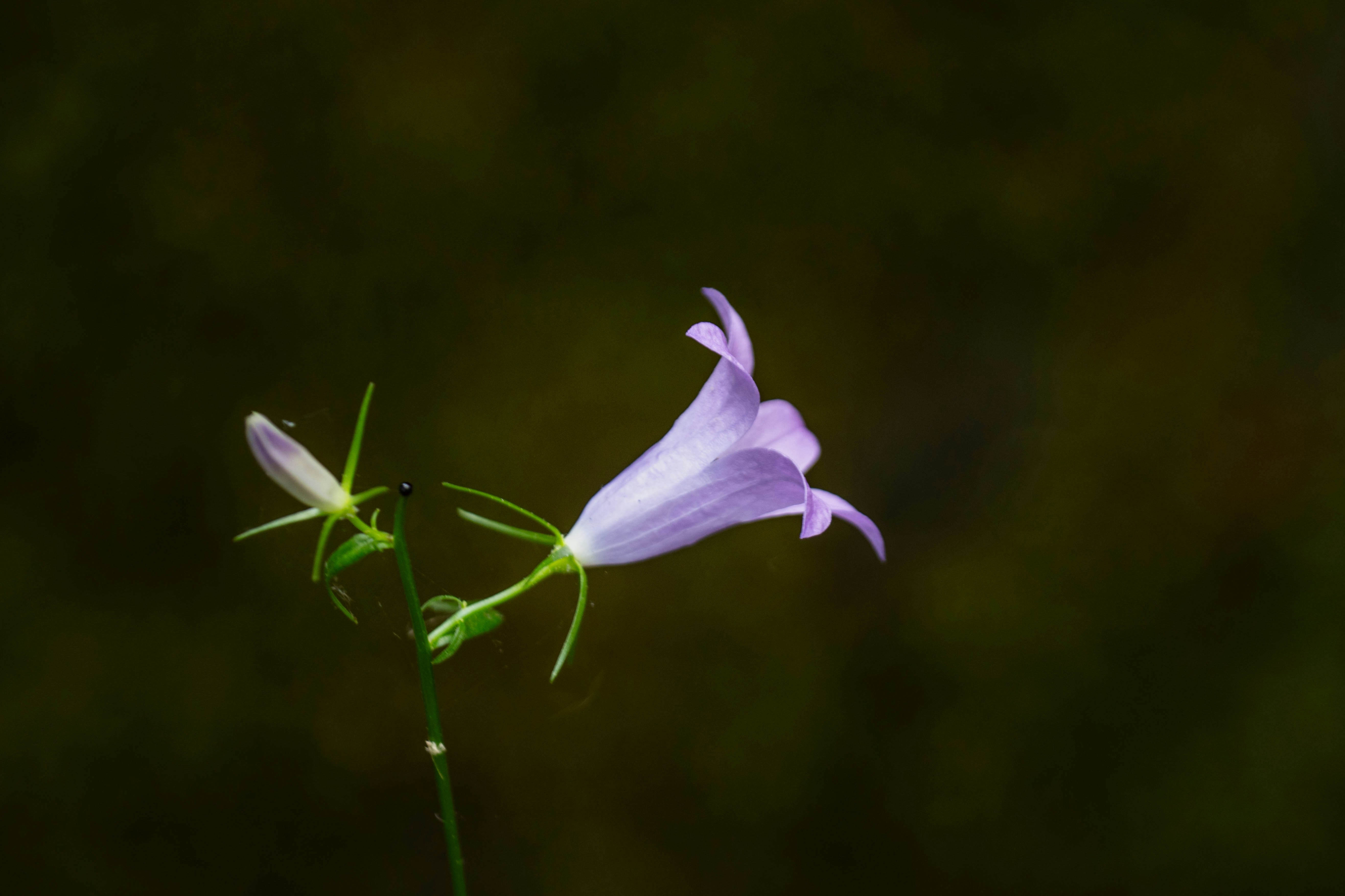 Single Violet Bloom Against a Quiet Backdrop