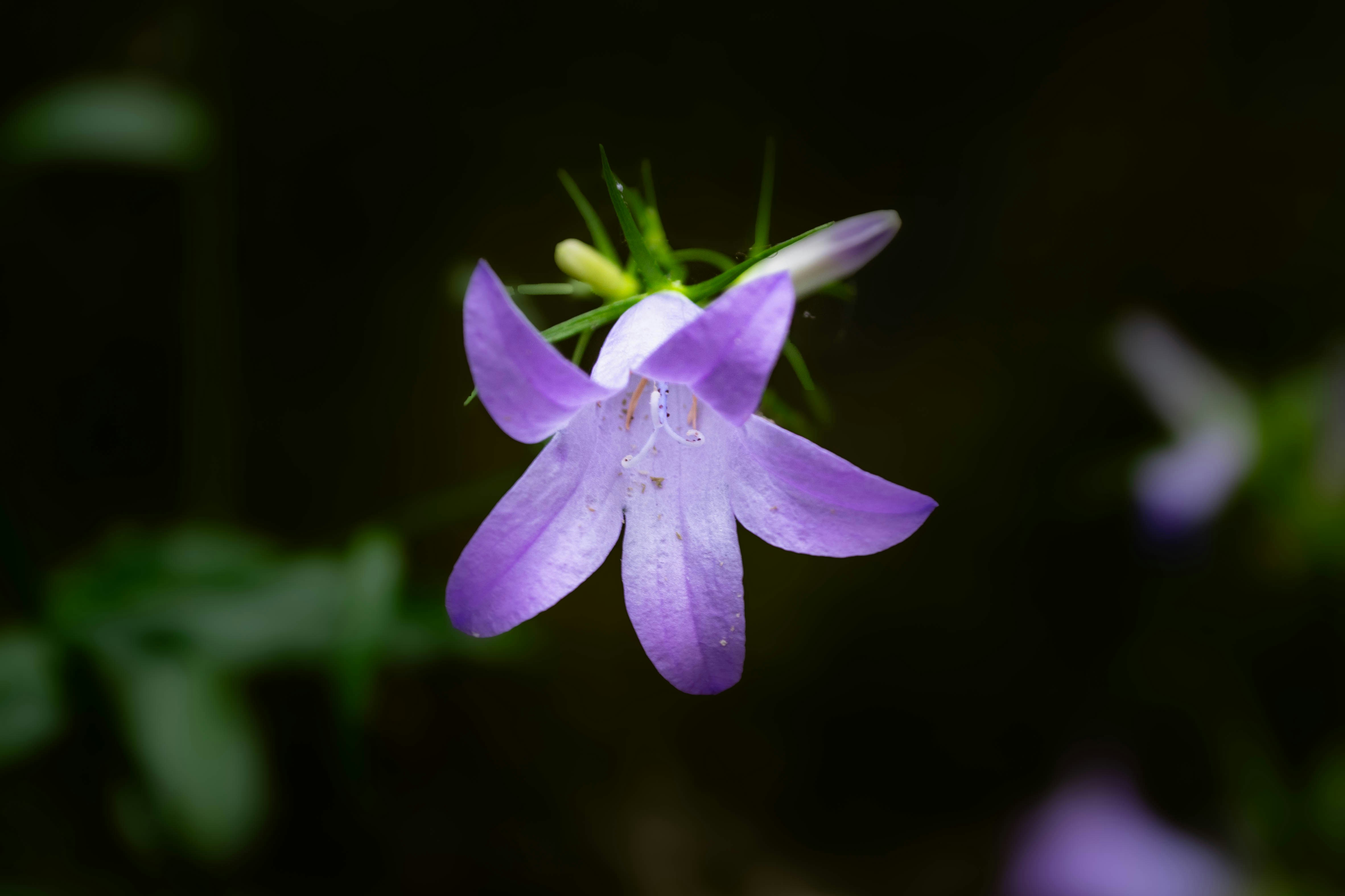 Purple bellflower in a dim garden with soft bokeh