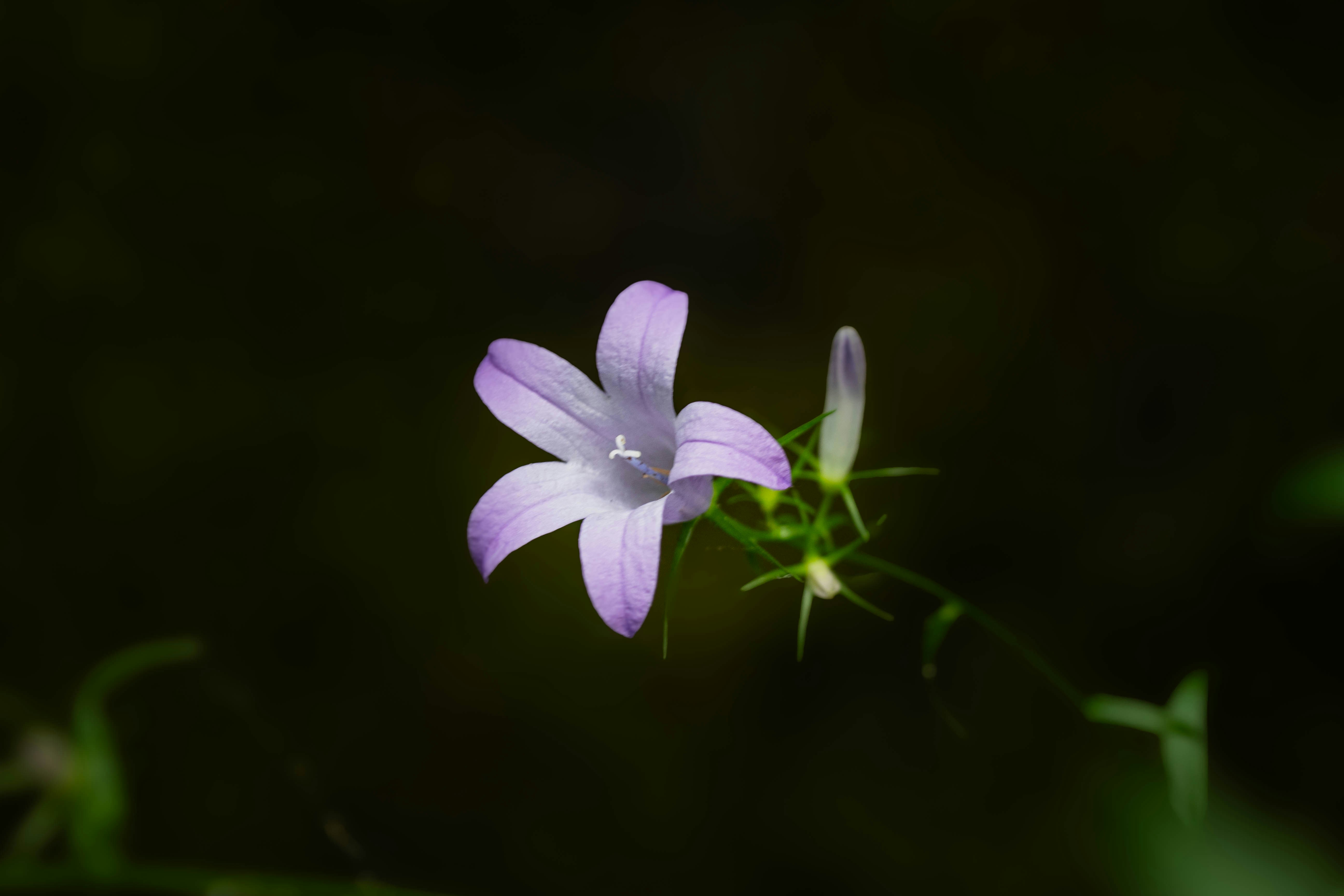 Lavender bloom in a dark hush: a lone blossom in soft focus