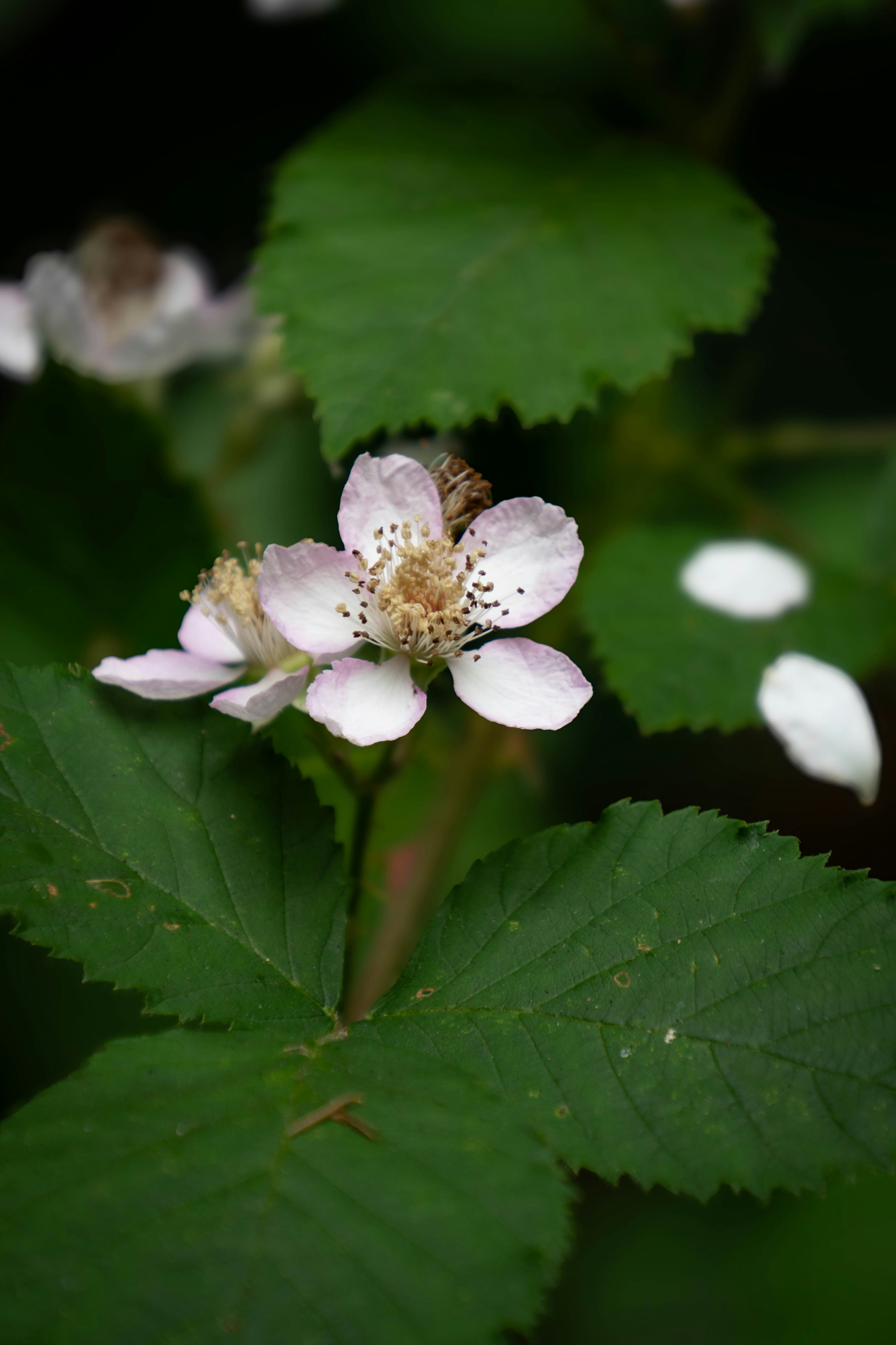 Soft-pink blossom framed by glossy green leaves
