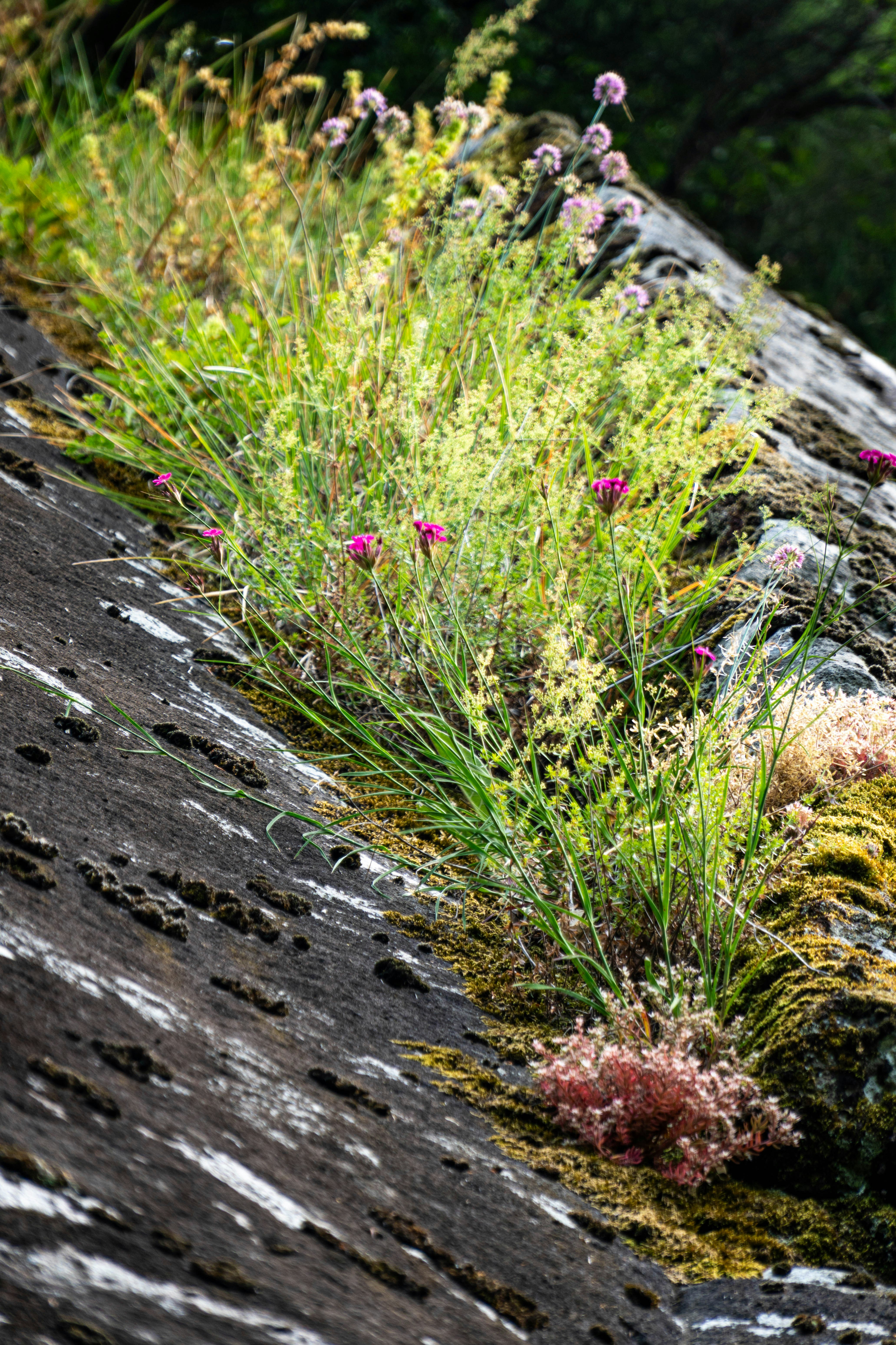 Lush Alpine greenery reclaiming a Weathered Rock Face