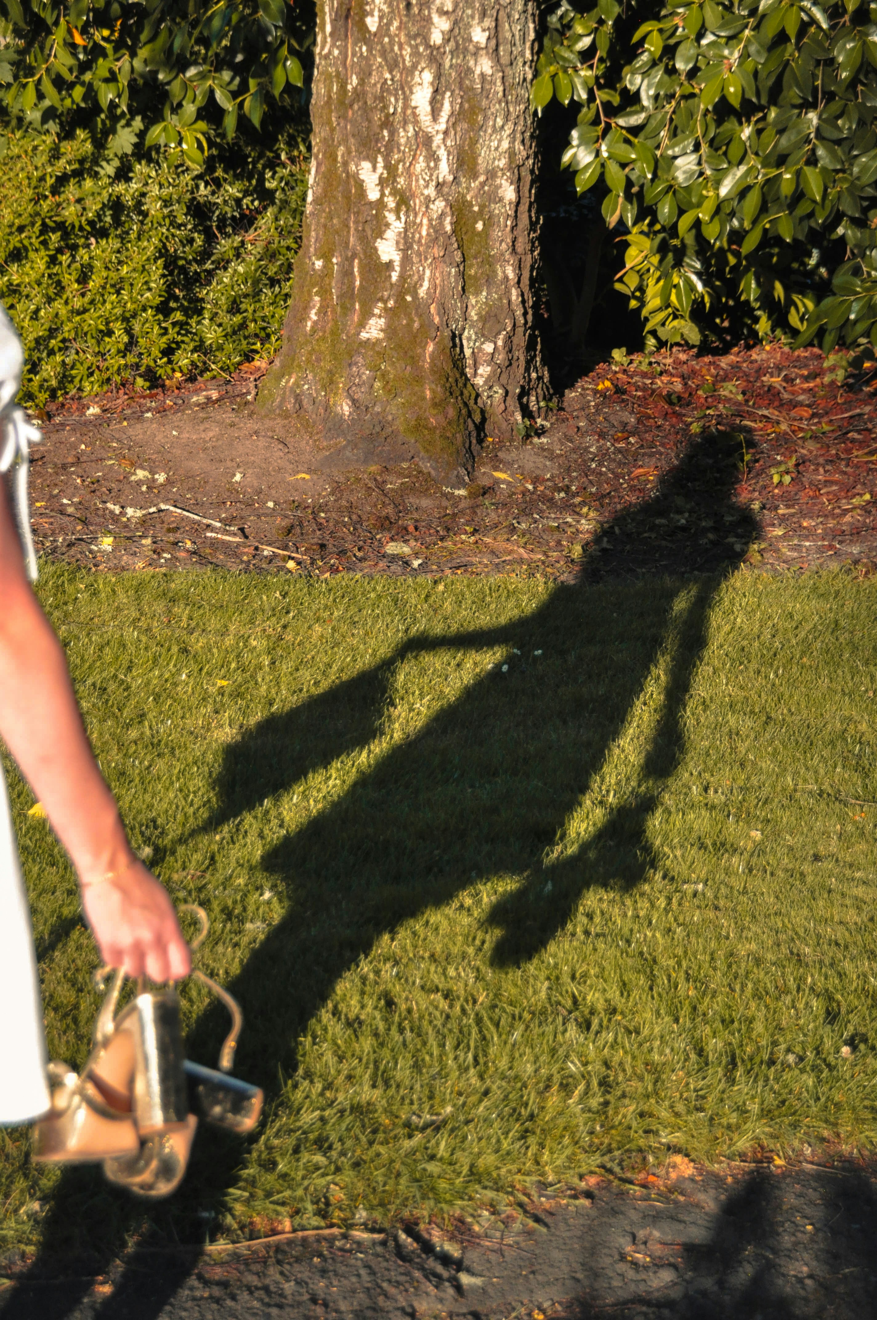 Shadow of a Swinger: A Sunlit Lawn and Tree Trunk
