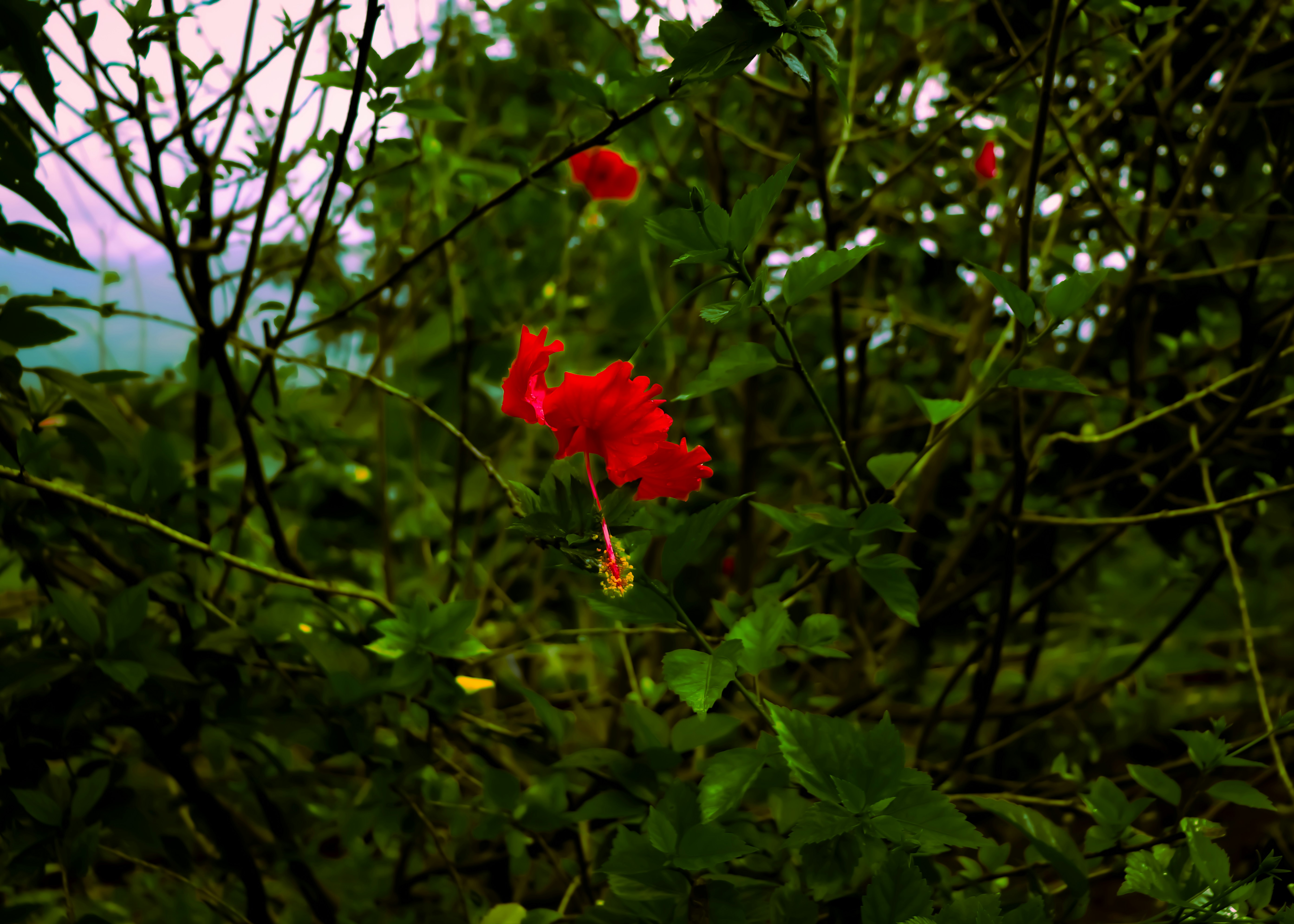 Red Hibiscus Peak Amid Green Veil