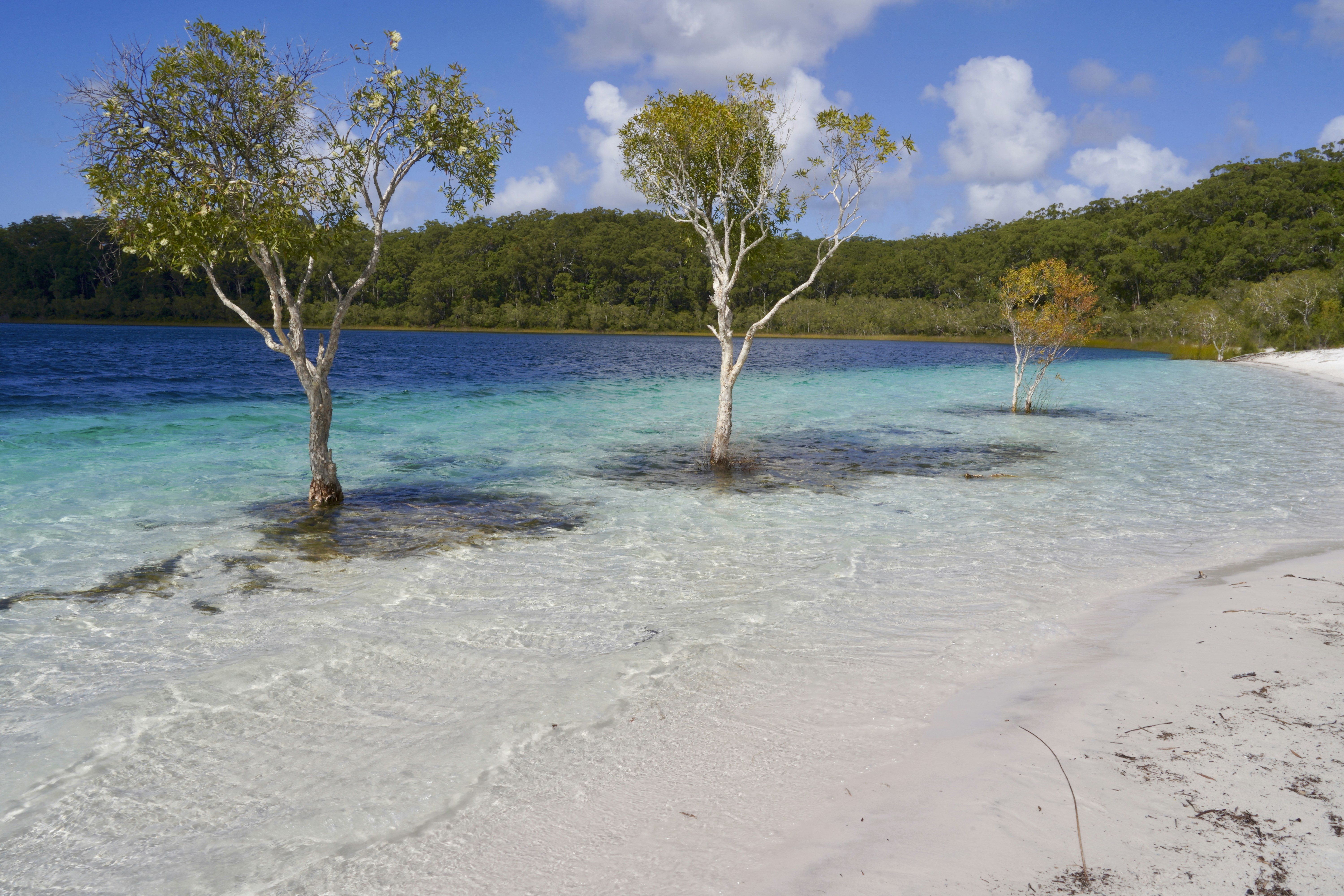 Three Ghostly Trees in Turquoise Quiet