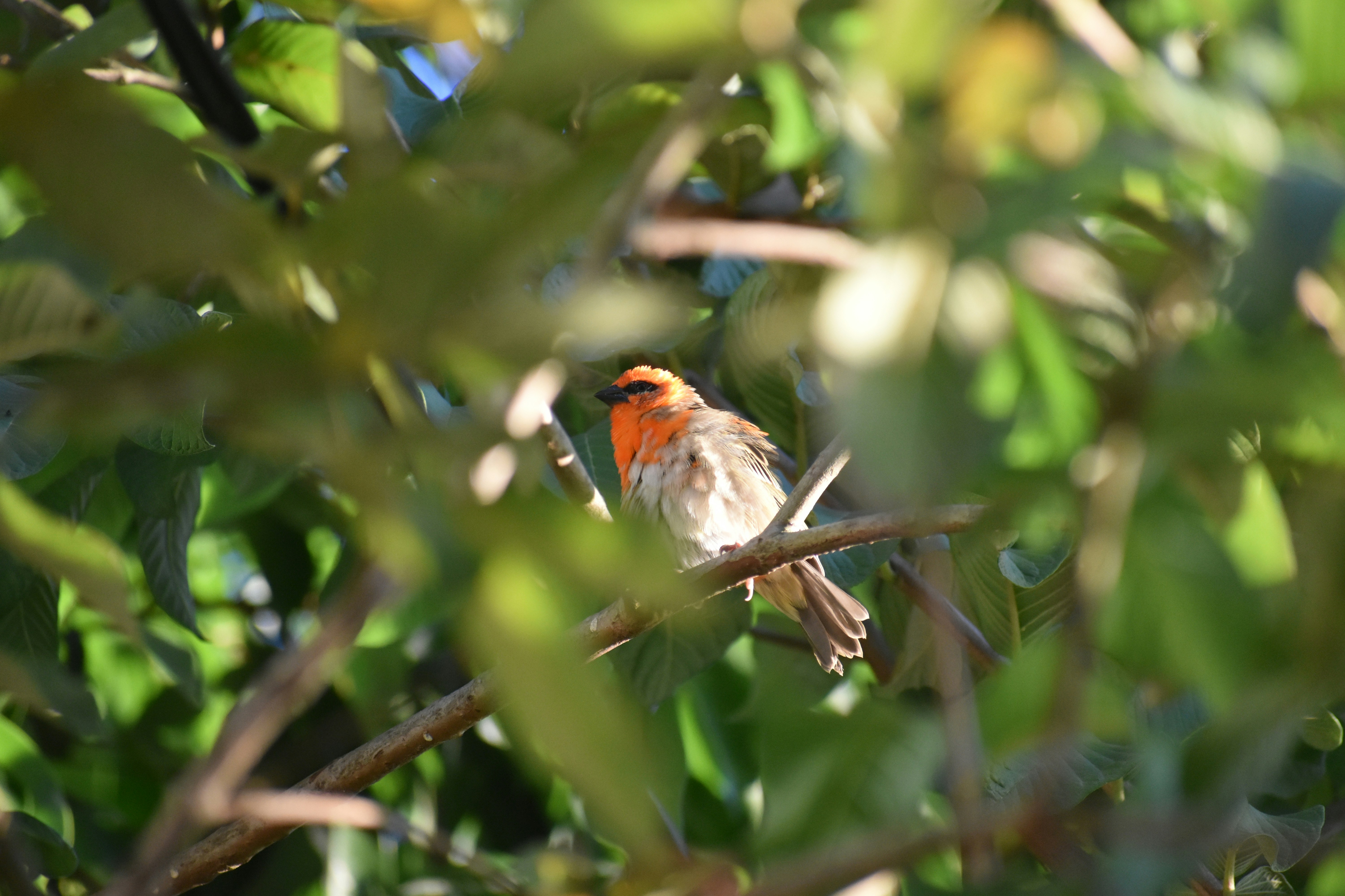 Scarlet-Rumped Ember in a Sunlit Foliage Canopy
