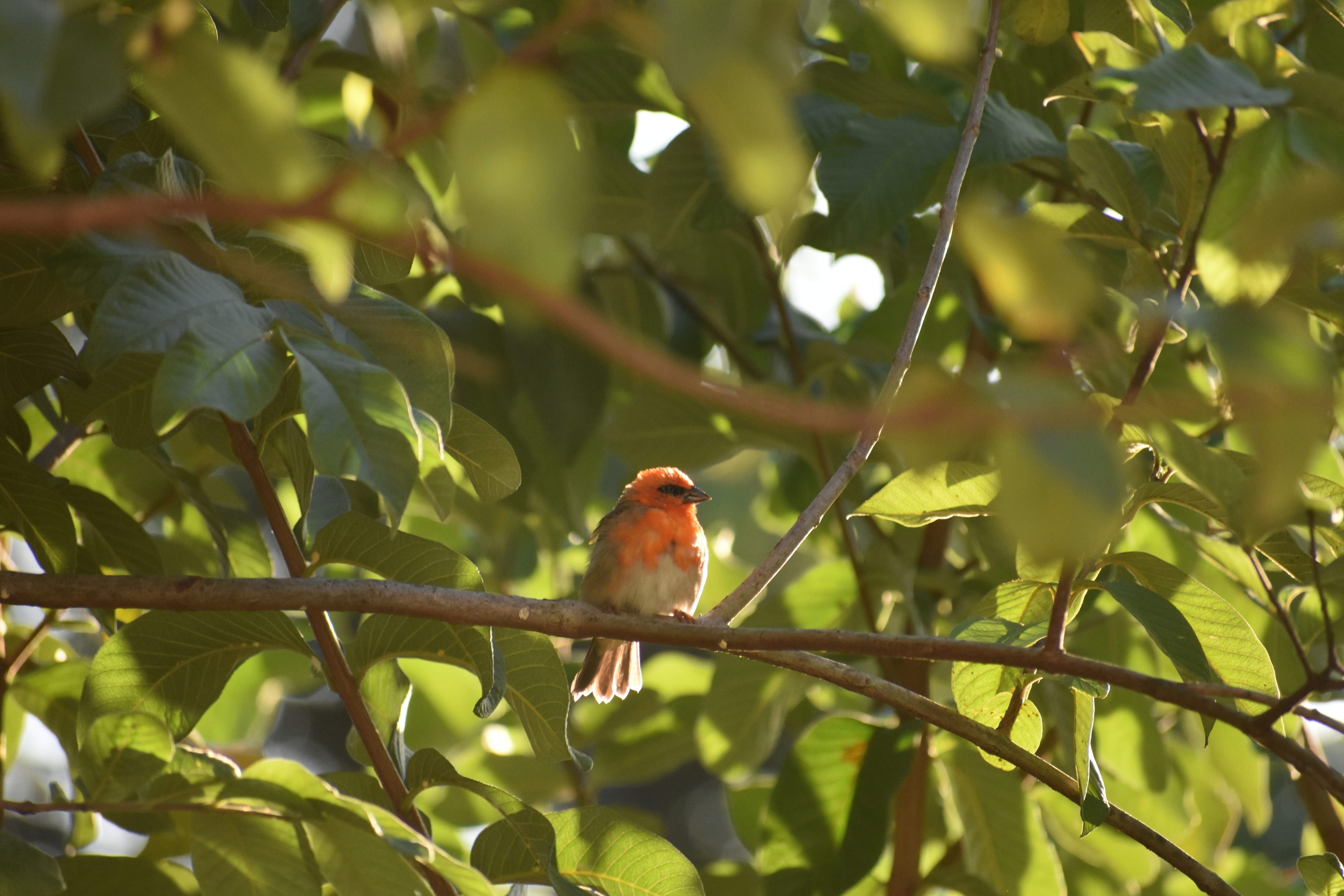 Scarlet Warbler Perched Amid Green Canopy