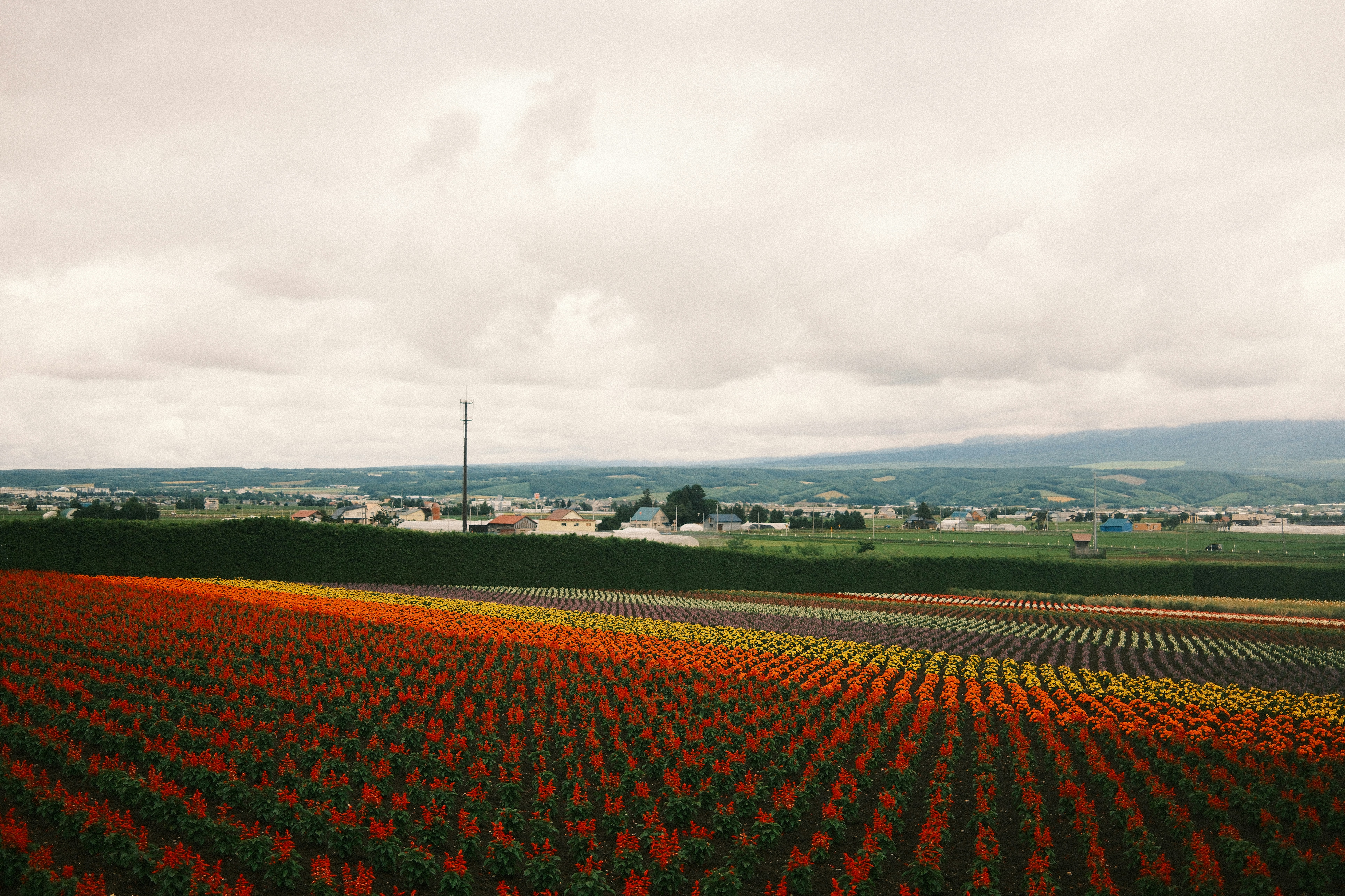 Fields in Bloom: Rows of Color Stretch to a Quiet Horizon