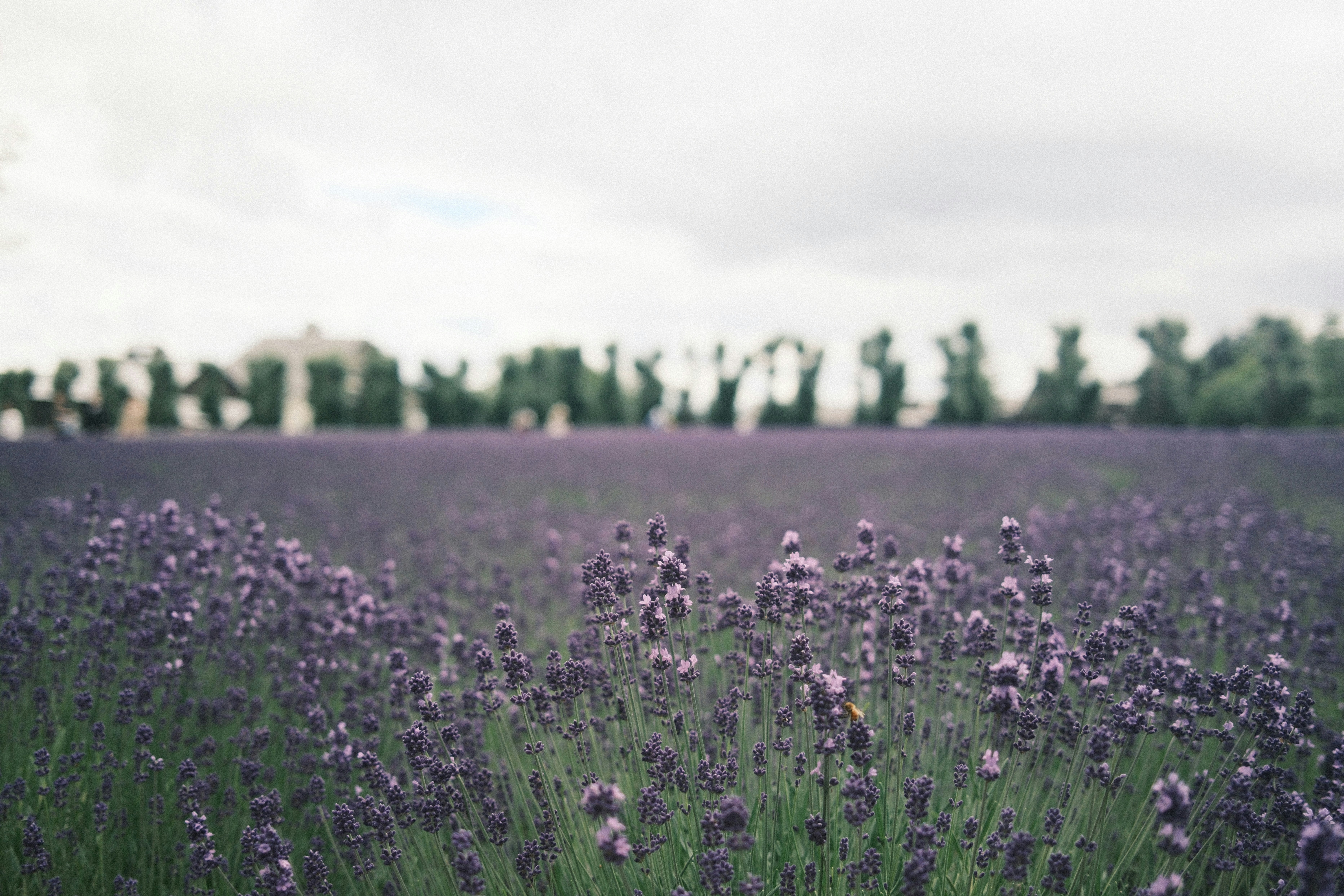 Lavender Sea Beneath a Daylit Sky
