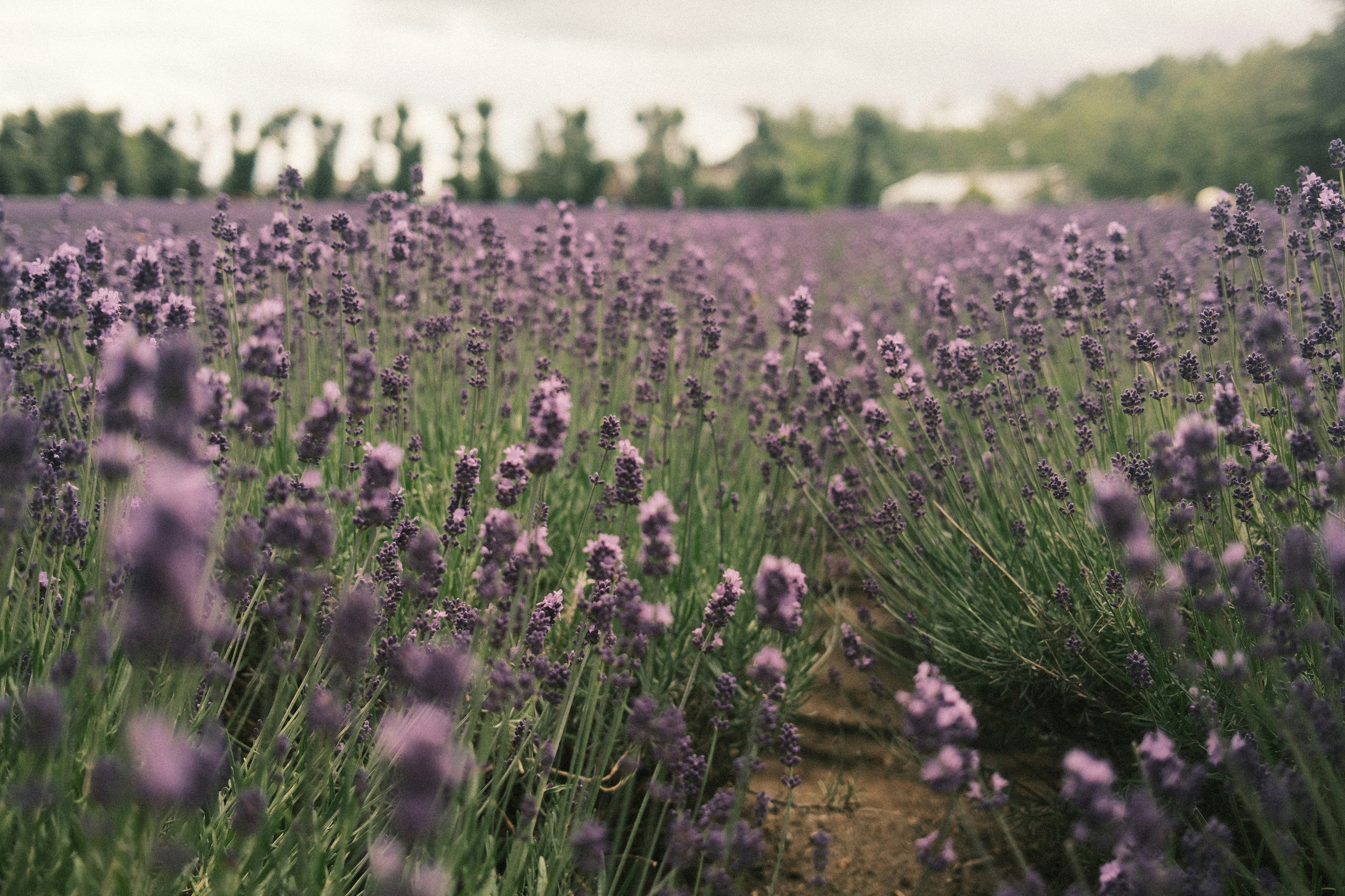 Field of Purple: Lavender Rows Reaching the Horizon