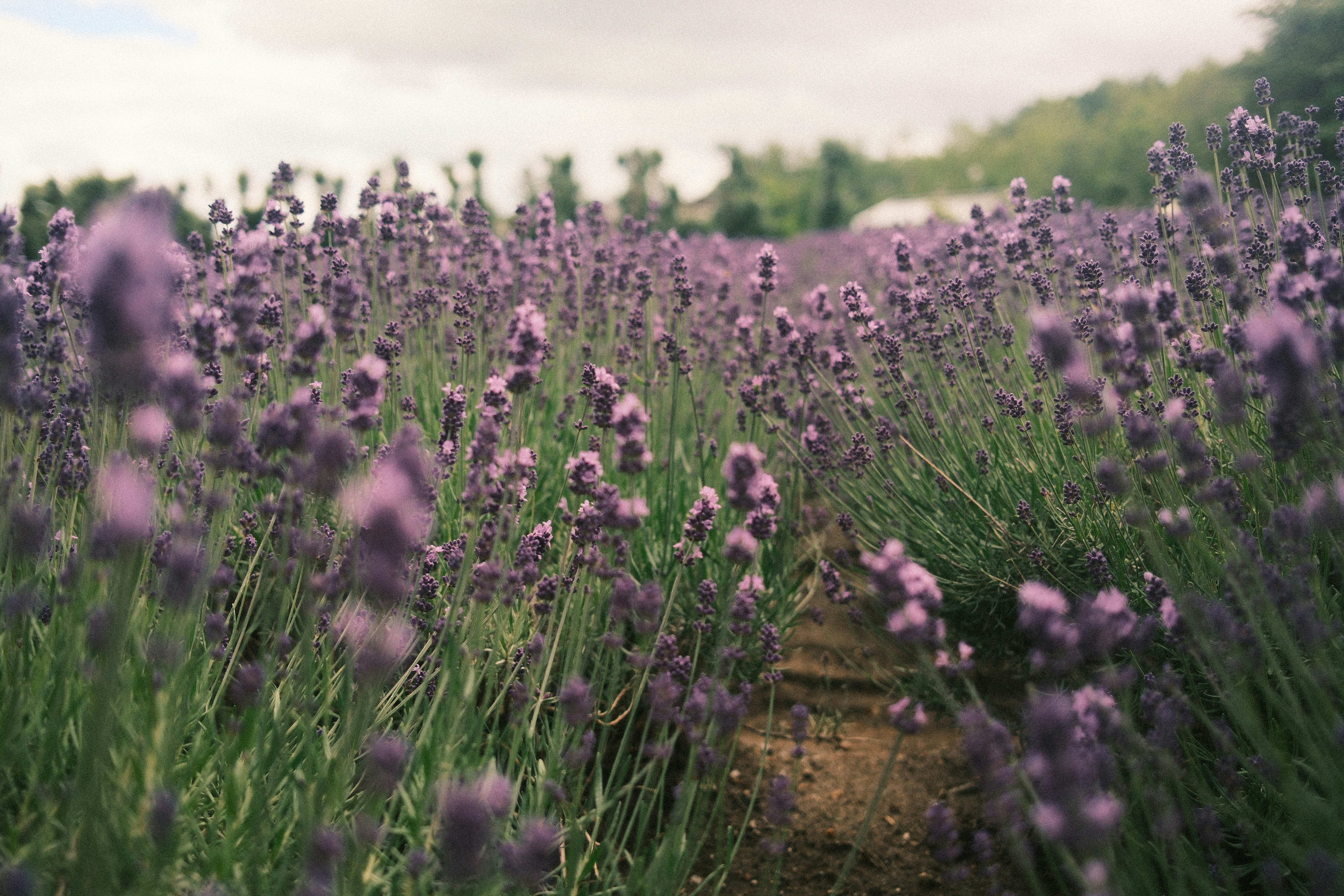 Lavender Aisle: Bokeh Path Through Purple Rows