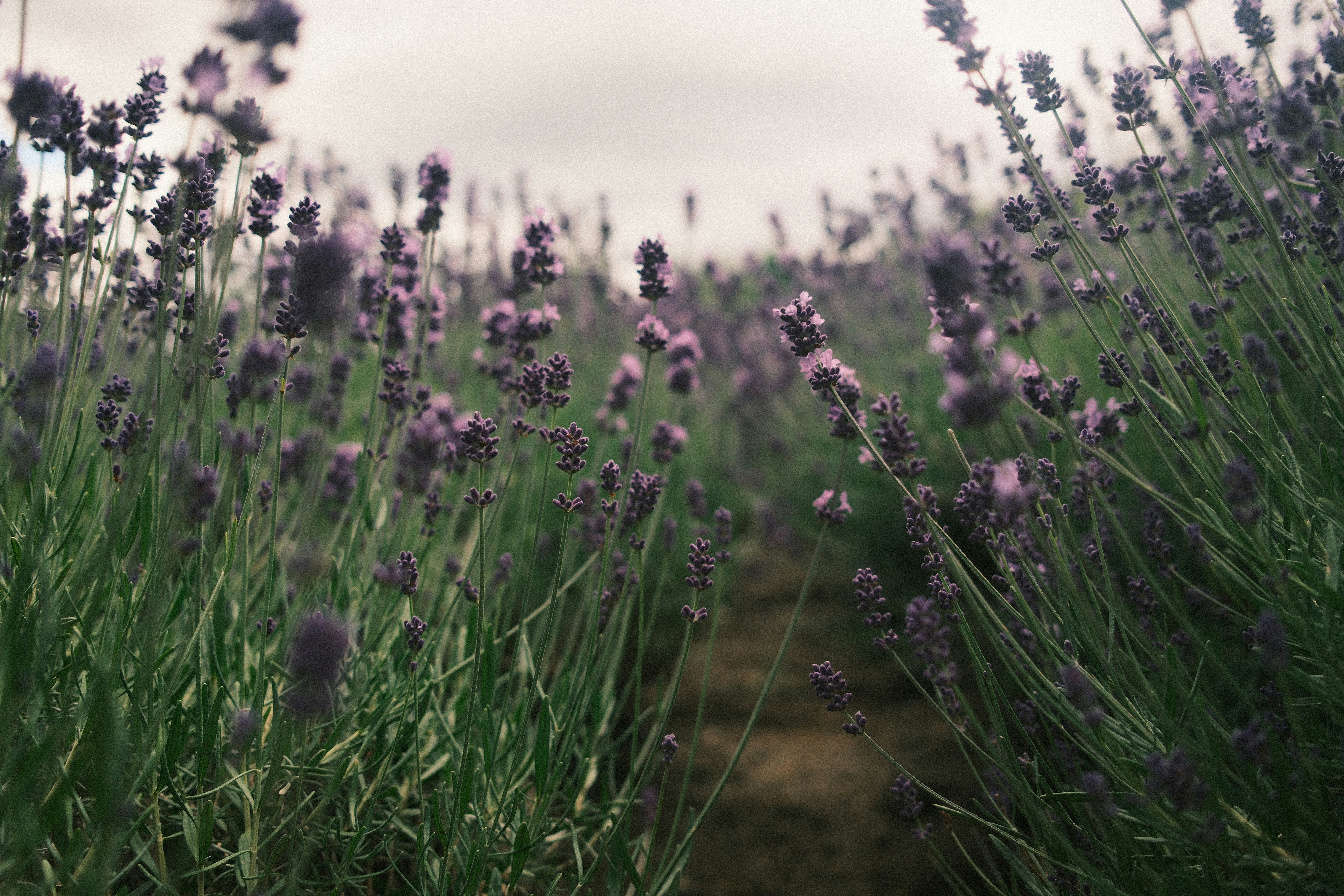 Axis of Lavender: A Quiet Path Through Purple Bloom