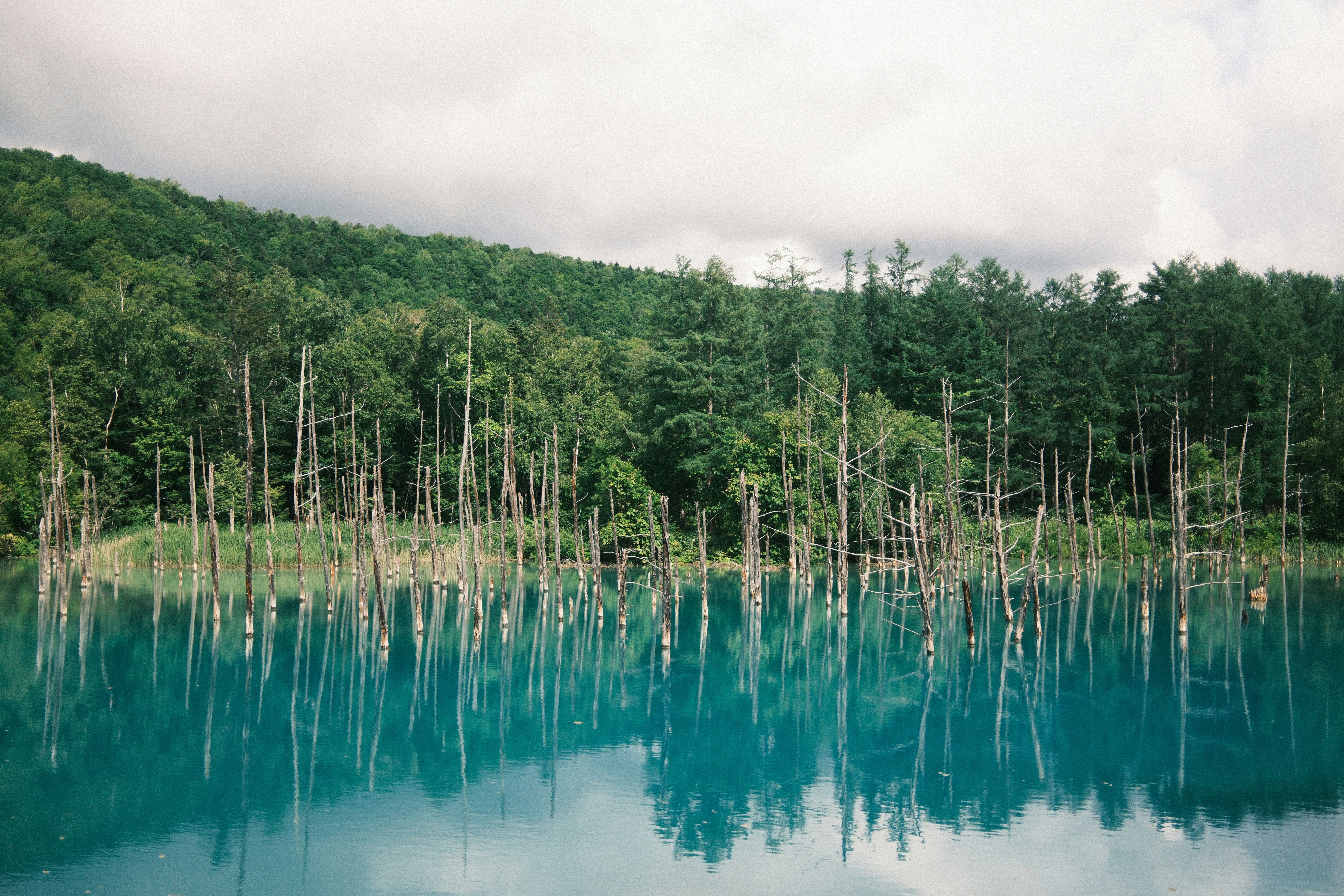 Mirror Forest: A Quiet Pool Framed by Silent Trees