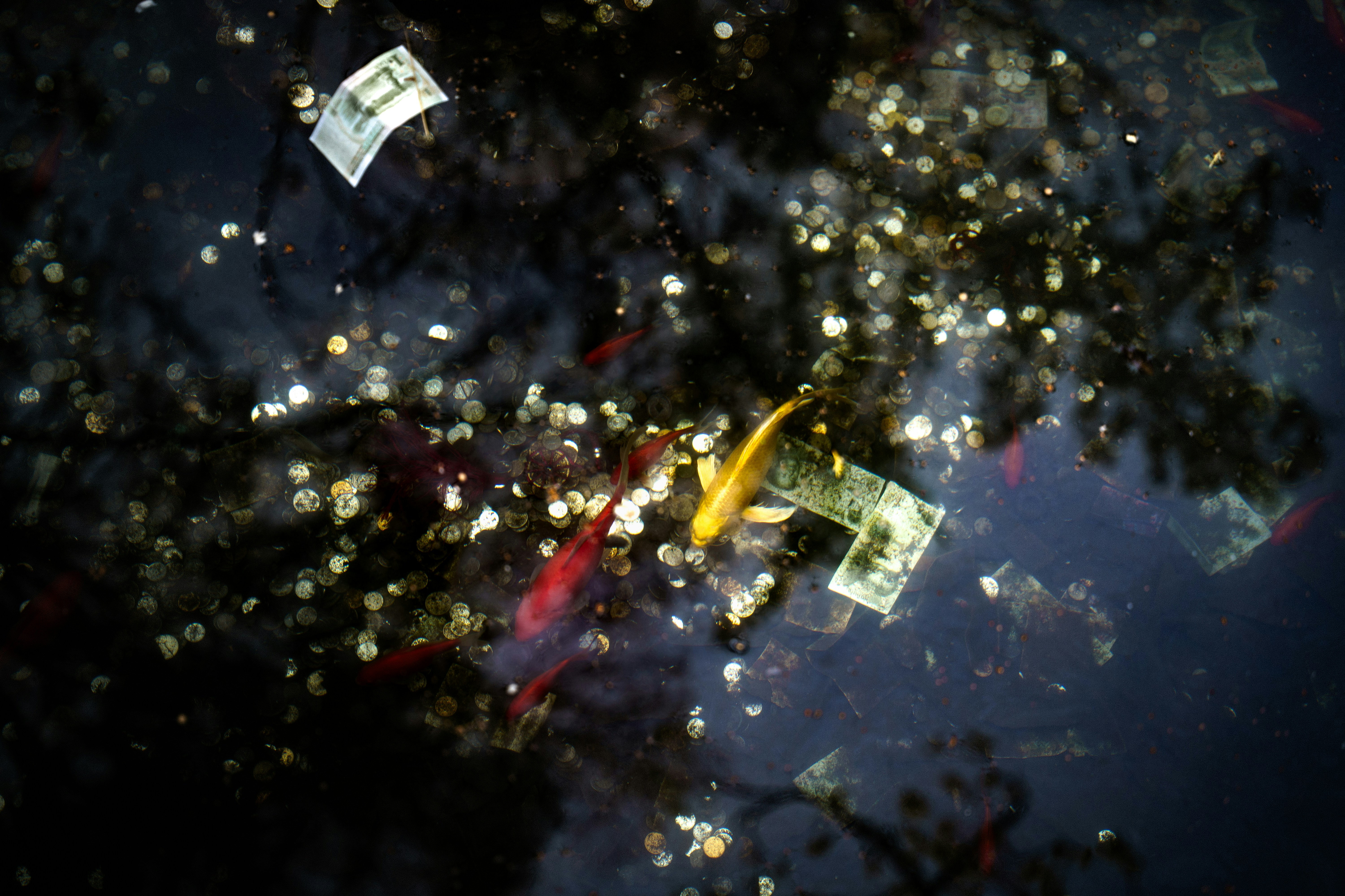 Dark water with scattered coins and floating dollar bills; a reflective, murky pool scene with light specks and bubble trails. This is a candid capture of submerged debris and currency, likely outdoors near a reflective surface.