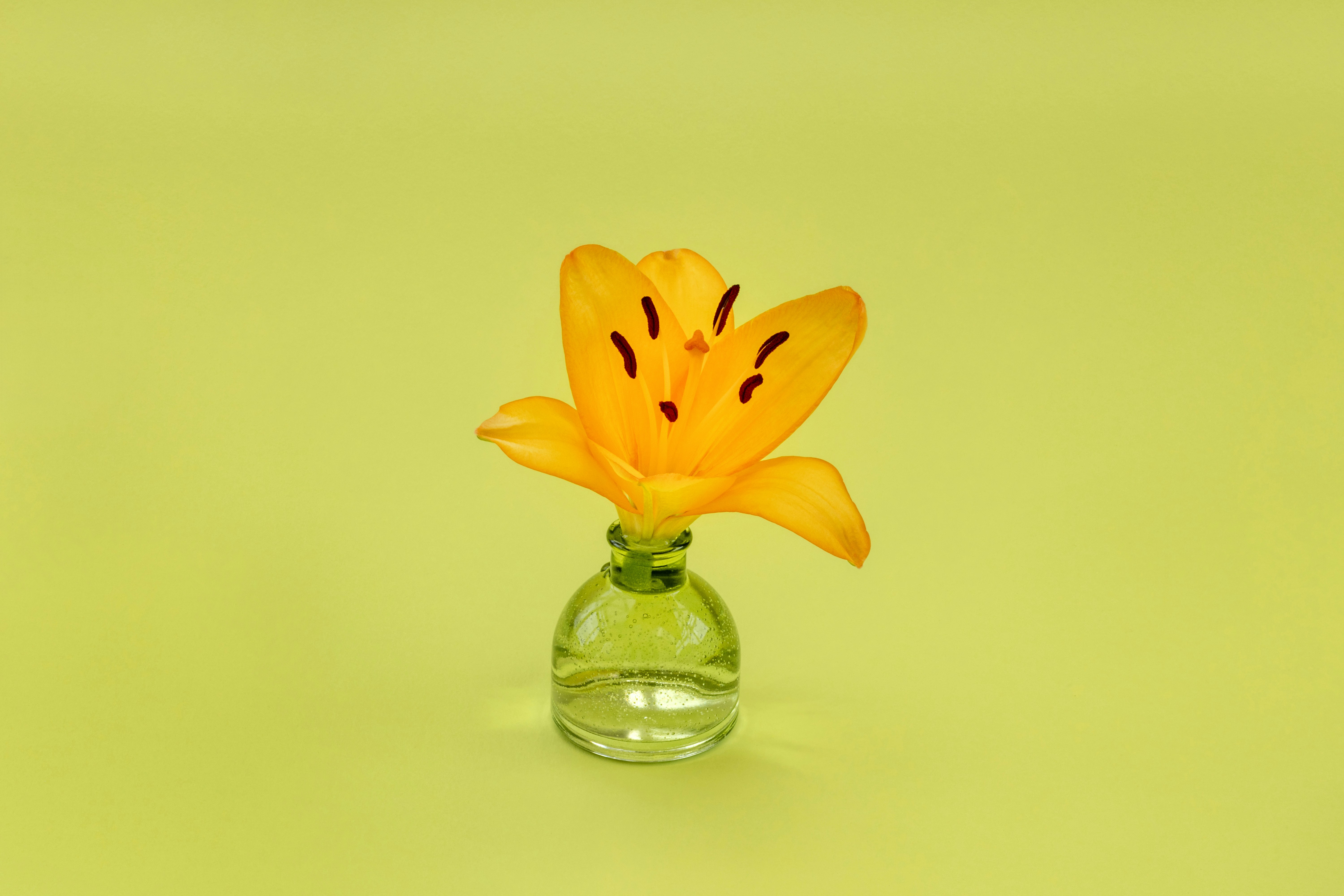 Orange Tulip in a Tiny Glass Vial on a Lime Background