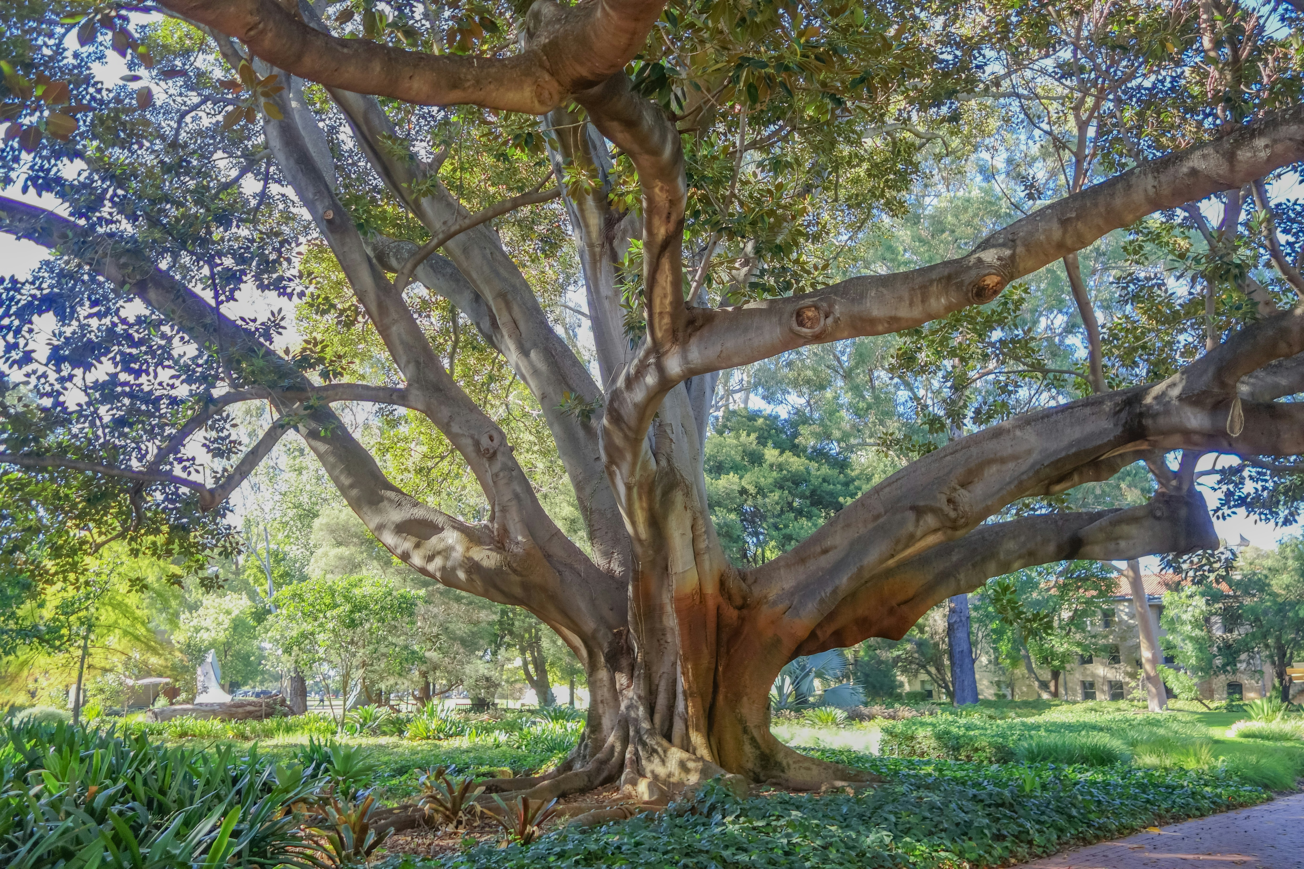 The Ancient Gnarled Centerpiece