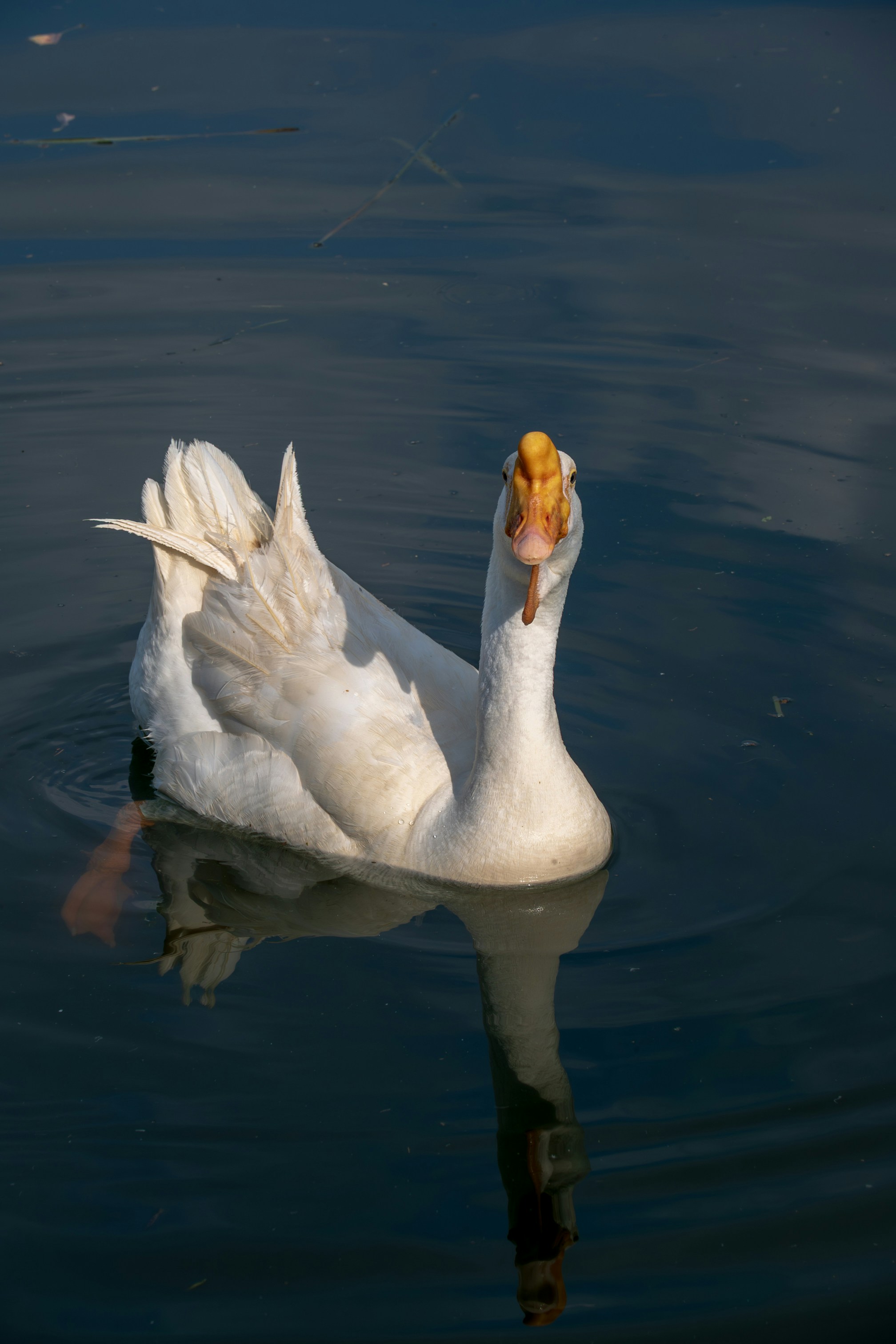White Heron in Calm Waters: A Portrait of a Swan against a Quiet Canvas