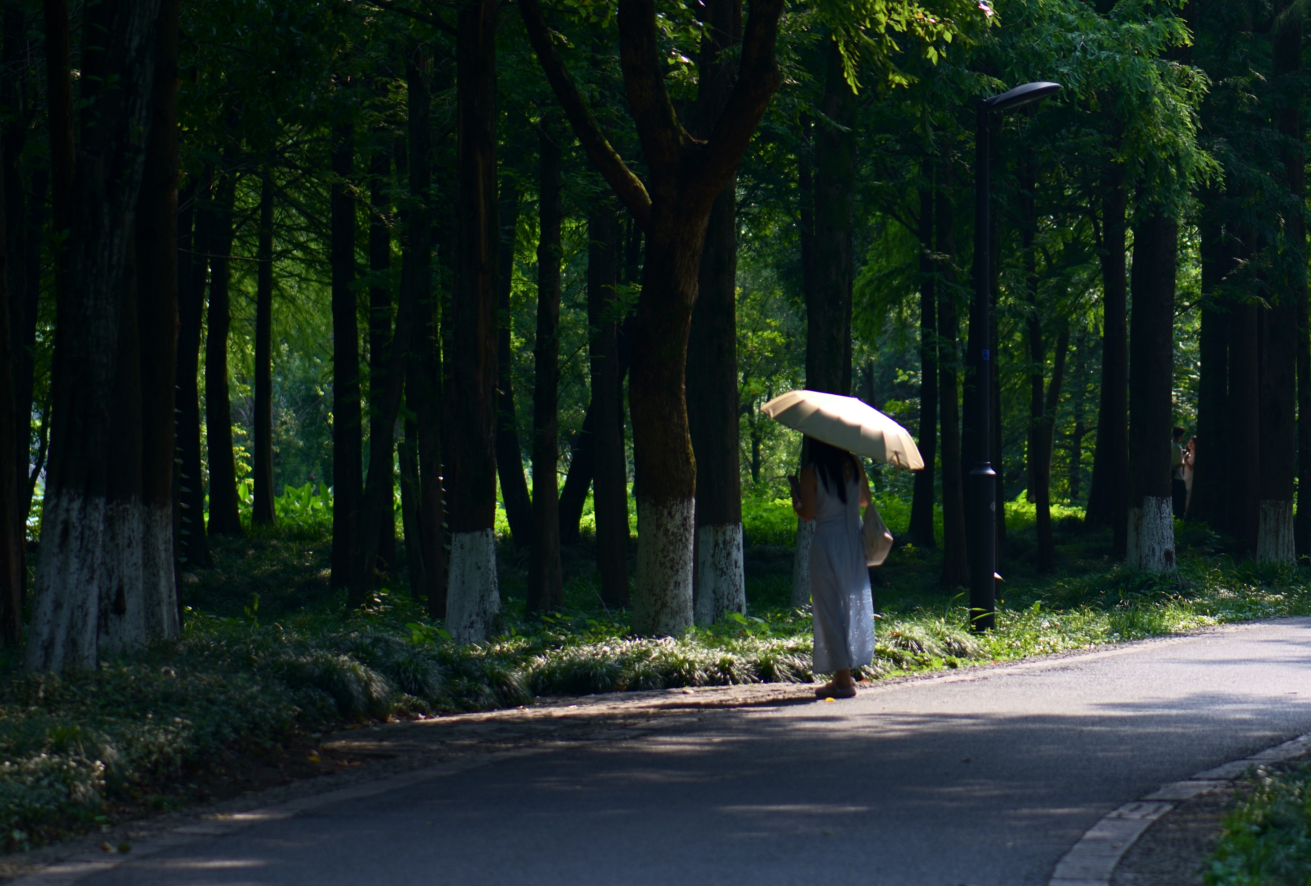 Umbrella in the Arched Shade: A Narrow Path Through the Forest