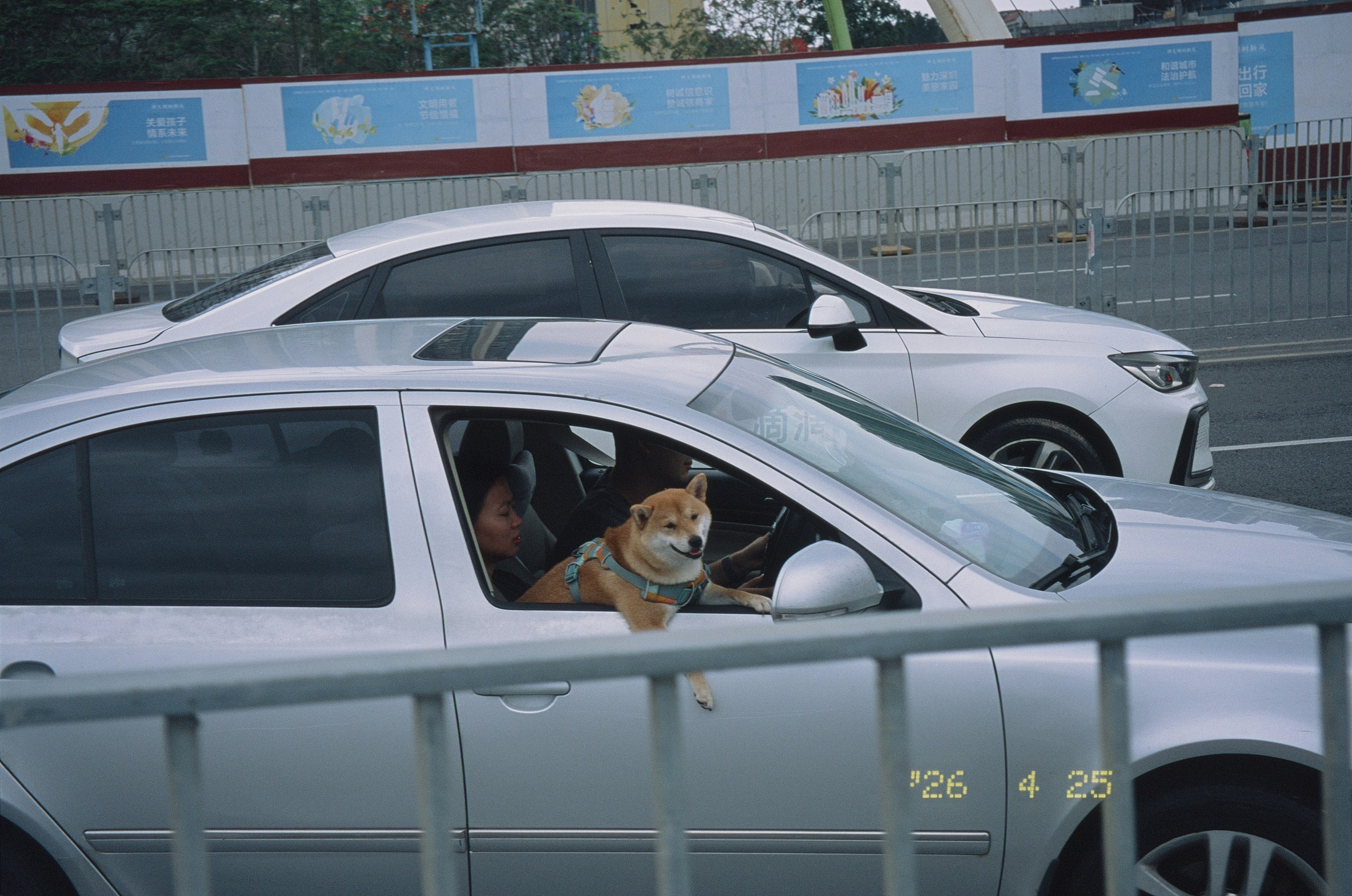 Shades of Motion: A Dog in the Passenger Seat Surveilling the Road