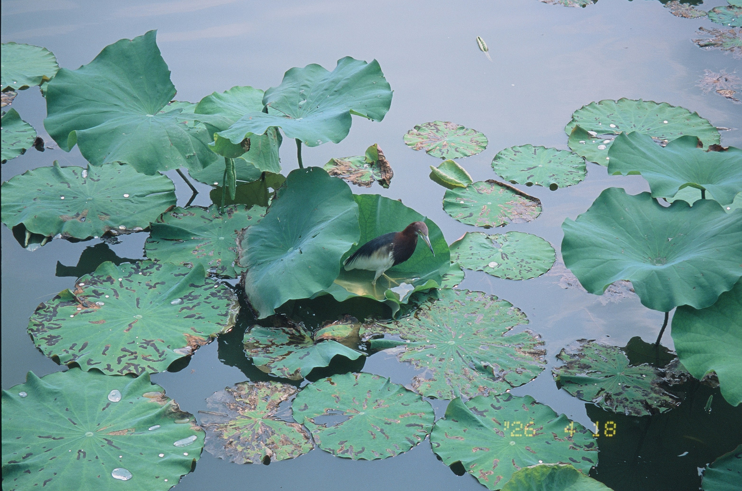 Floating Green: Lily Pads and a Hovering Dragonfly Over a Calm Pond
