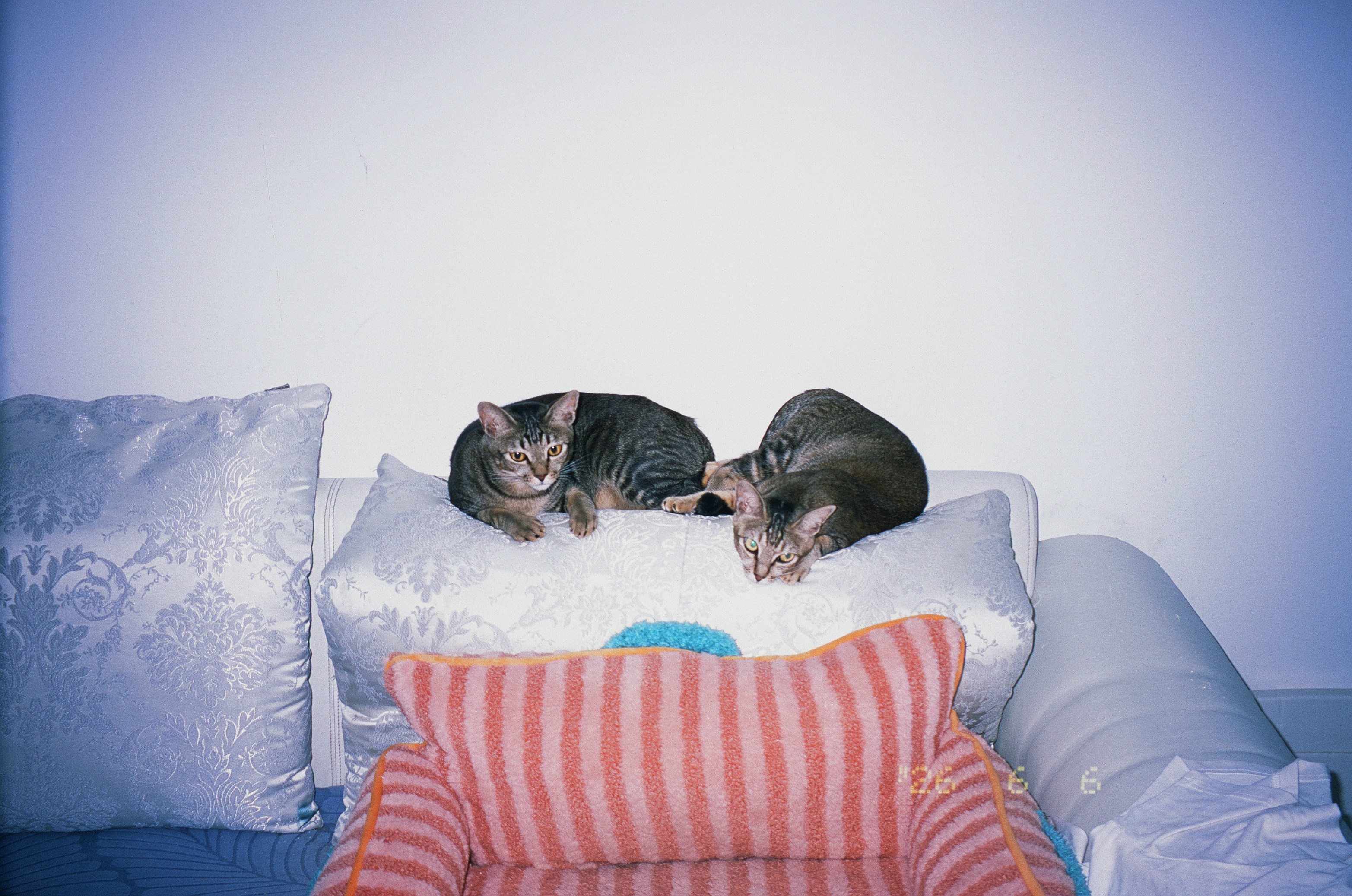 Cats on a Cushioned Sofa: A Quiet Indoor Moment