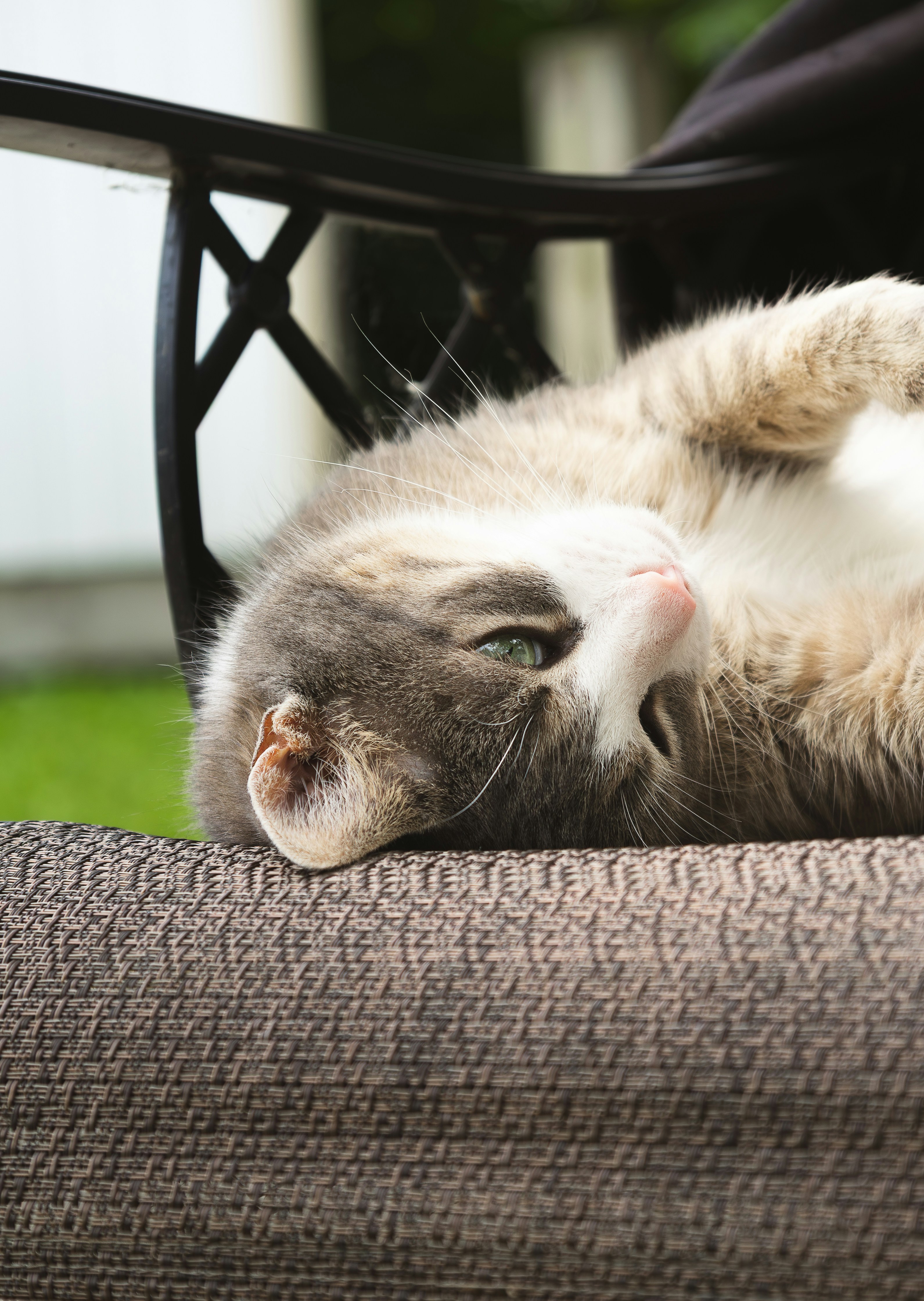 Lemonade at Rest: A Gentle Cat Nuzzled by Outdoor Cushions
