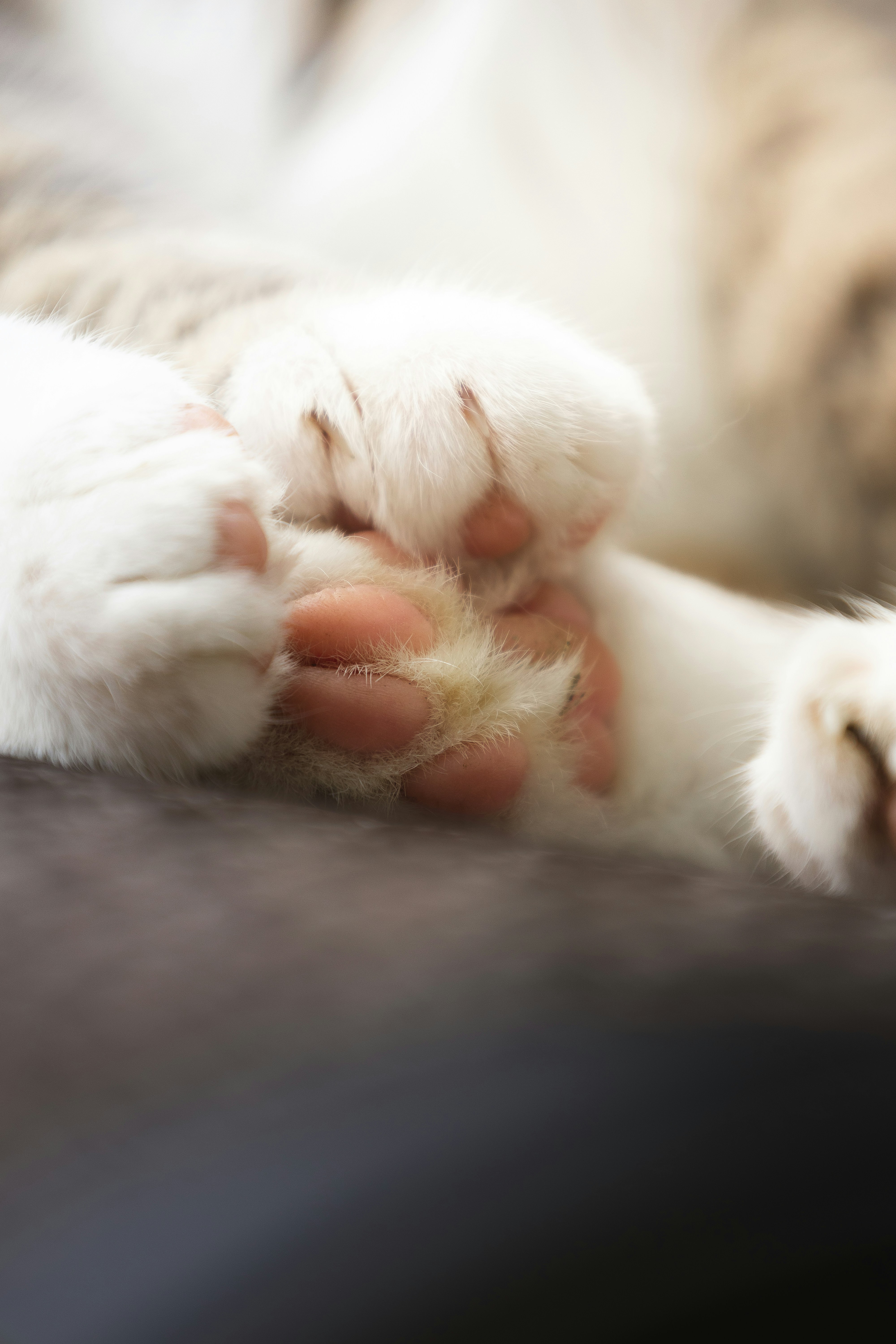Close-Pressed Paws: Soft Pink Nubs in a Quiet Nap