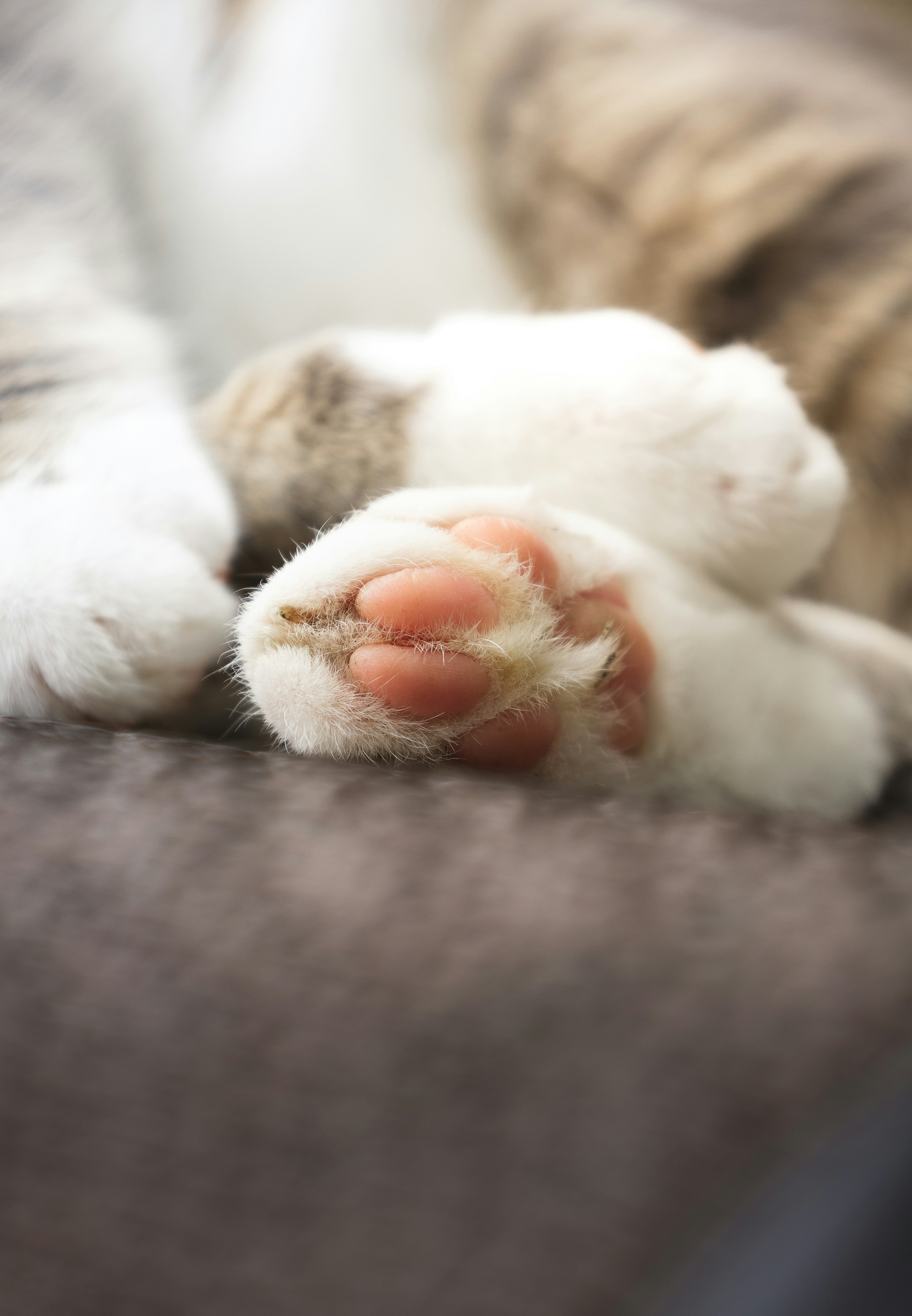 Soft Paw Close-Up: A Cat’s Gentle Rest
