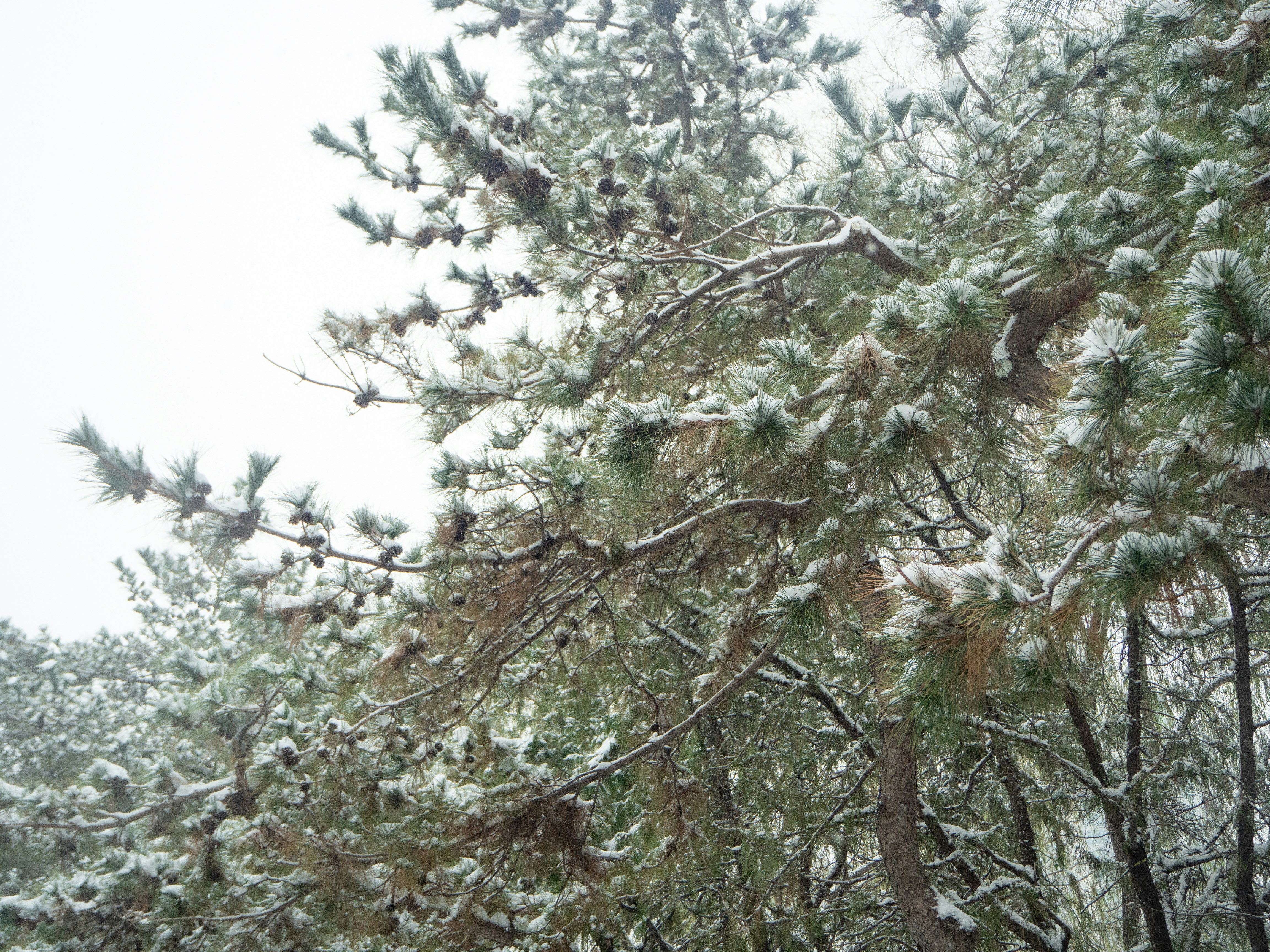 Snow-dusted pine branches stretch across a pale winter sky, capturing a tranquil forest scene with soft light and muted greens. This is a natural landscape photograph.