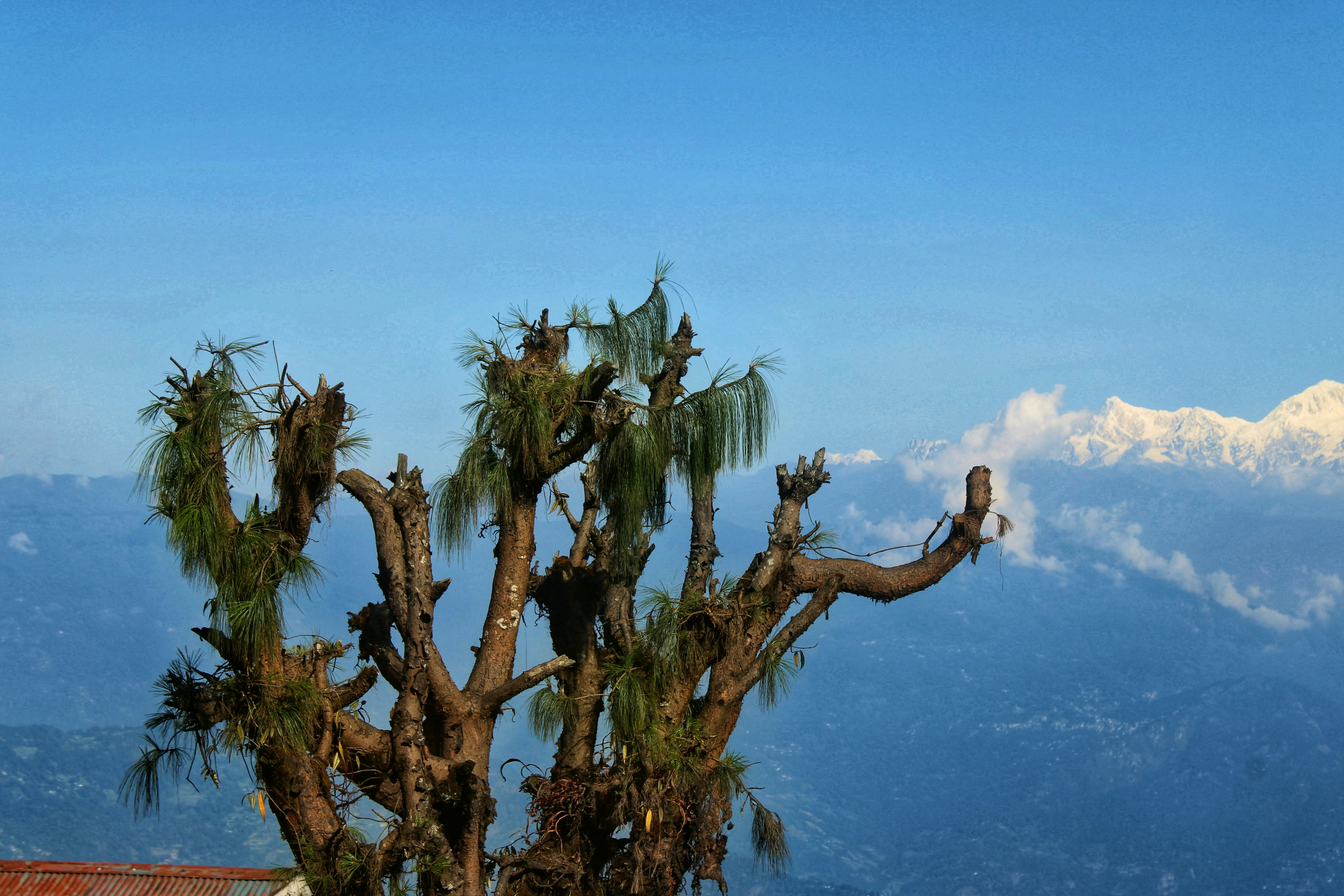 Stunted Pines Beside a Alpine Crest