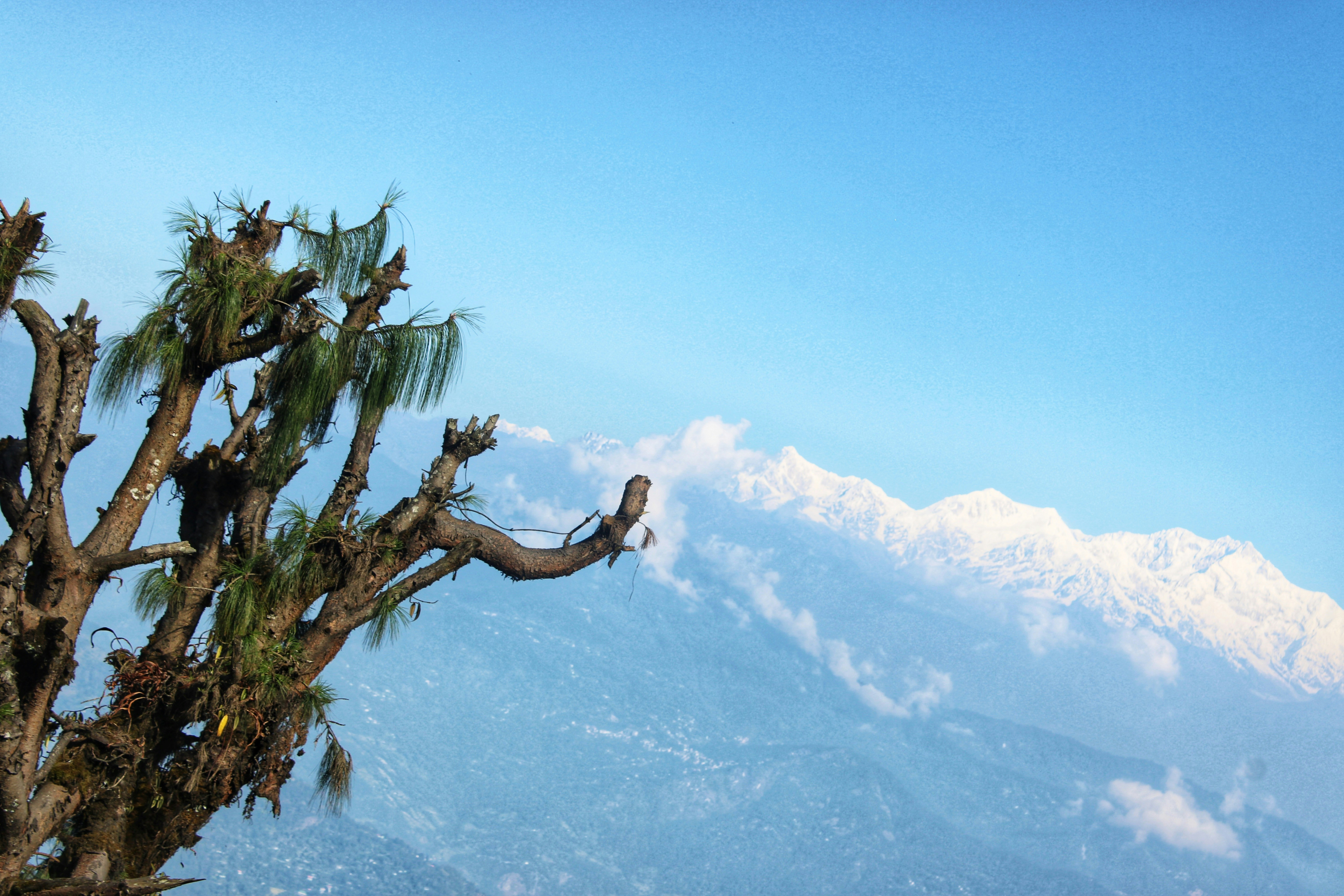 Branching Beacon: A Gnarled Tree Against Snow‑Capped Peaks