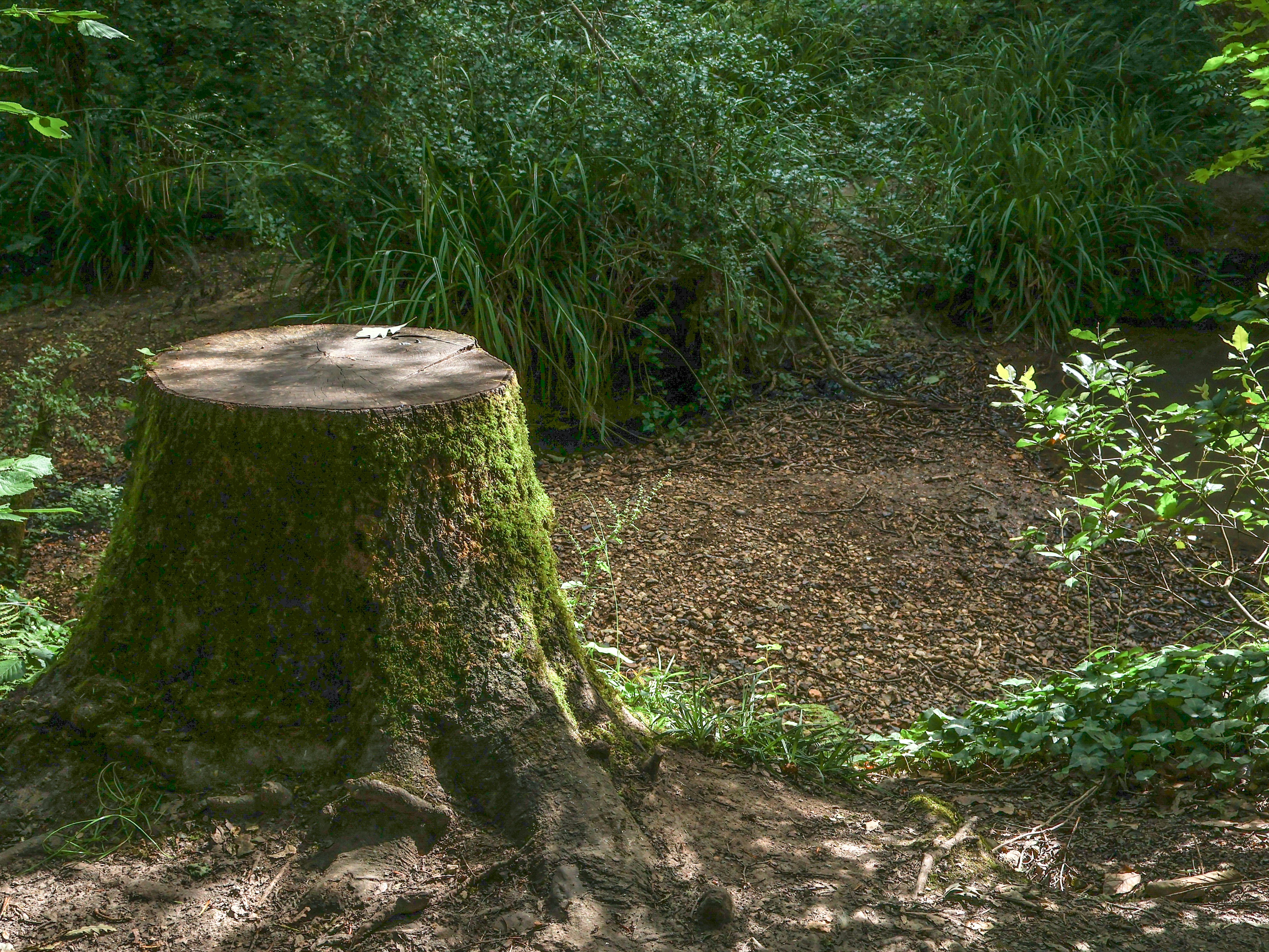 Moss-Cesed Trunk in Quiet Reeded Hollow
