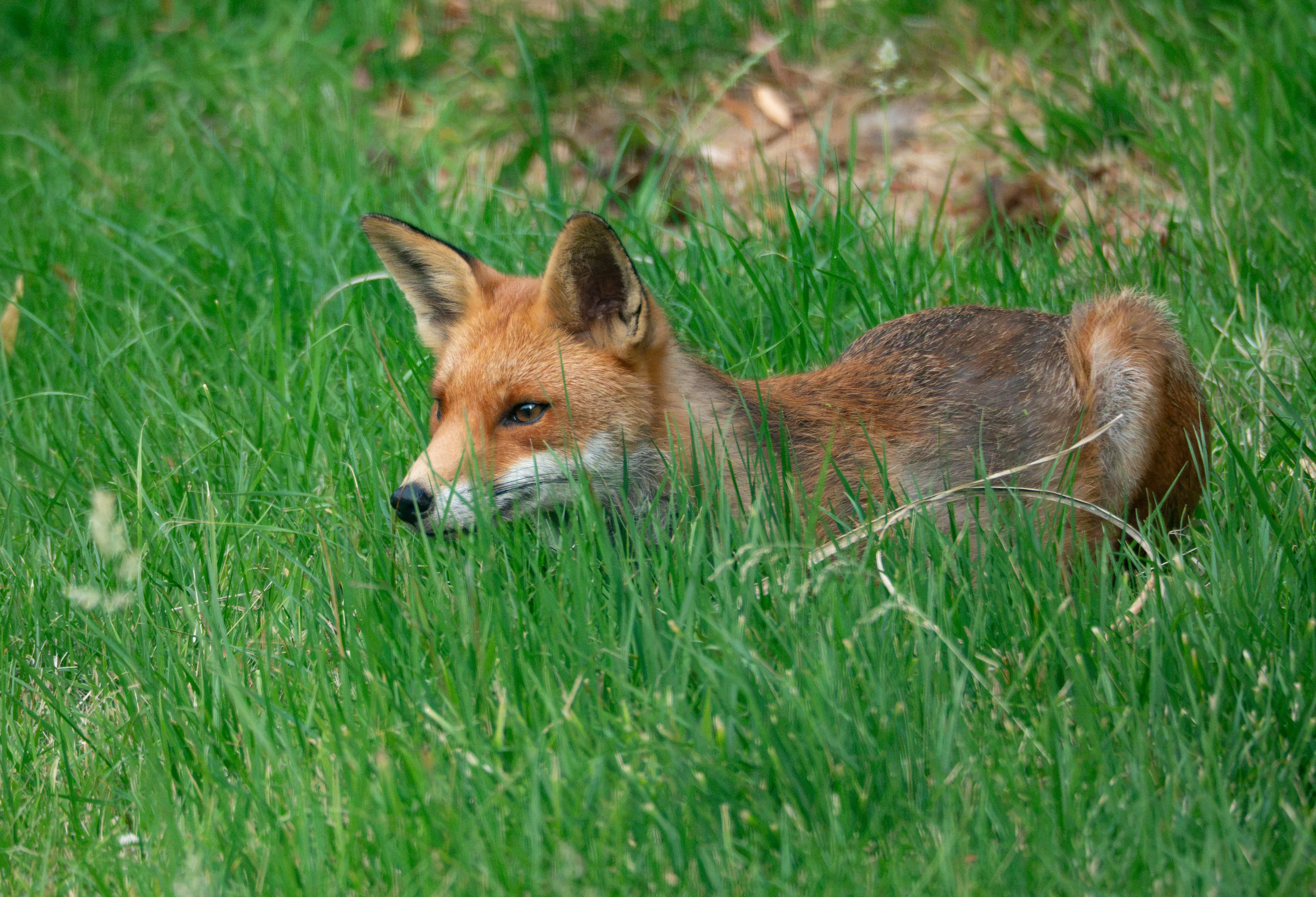 Hidden Hunter in the Meadow: A Red Fox Lurks Through Tall Grass
