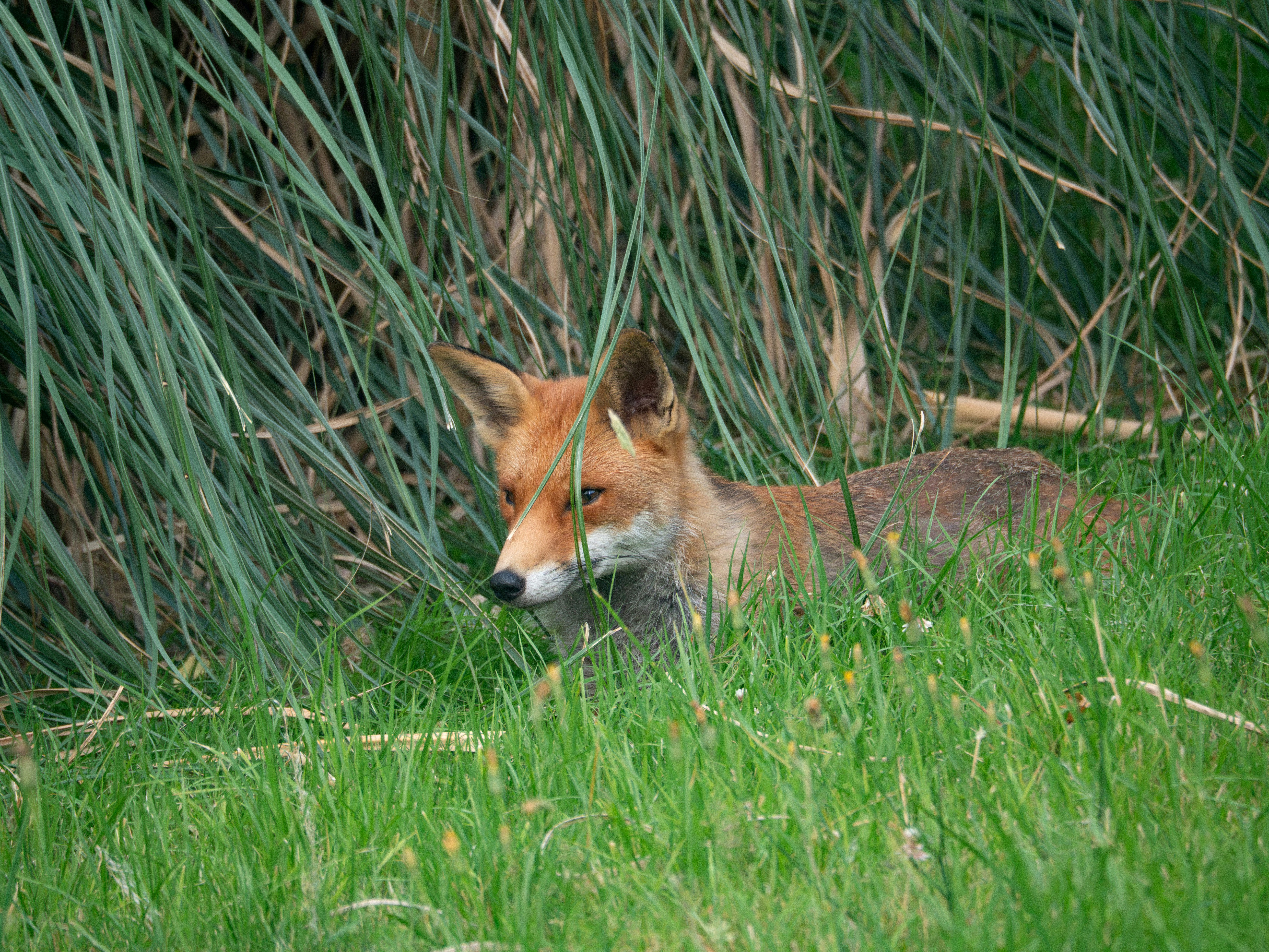 Fox Resting in Sunlit Grass by Reedy Bank