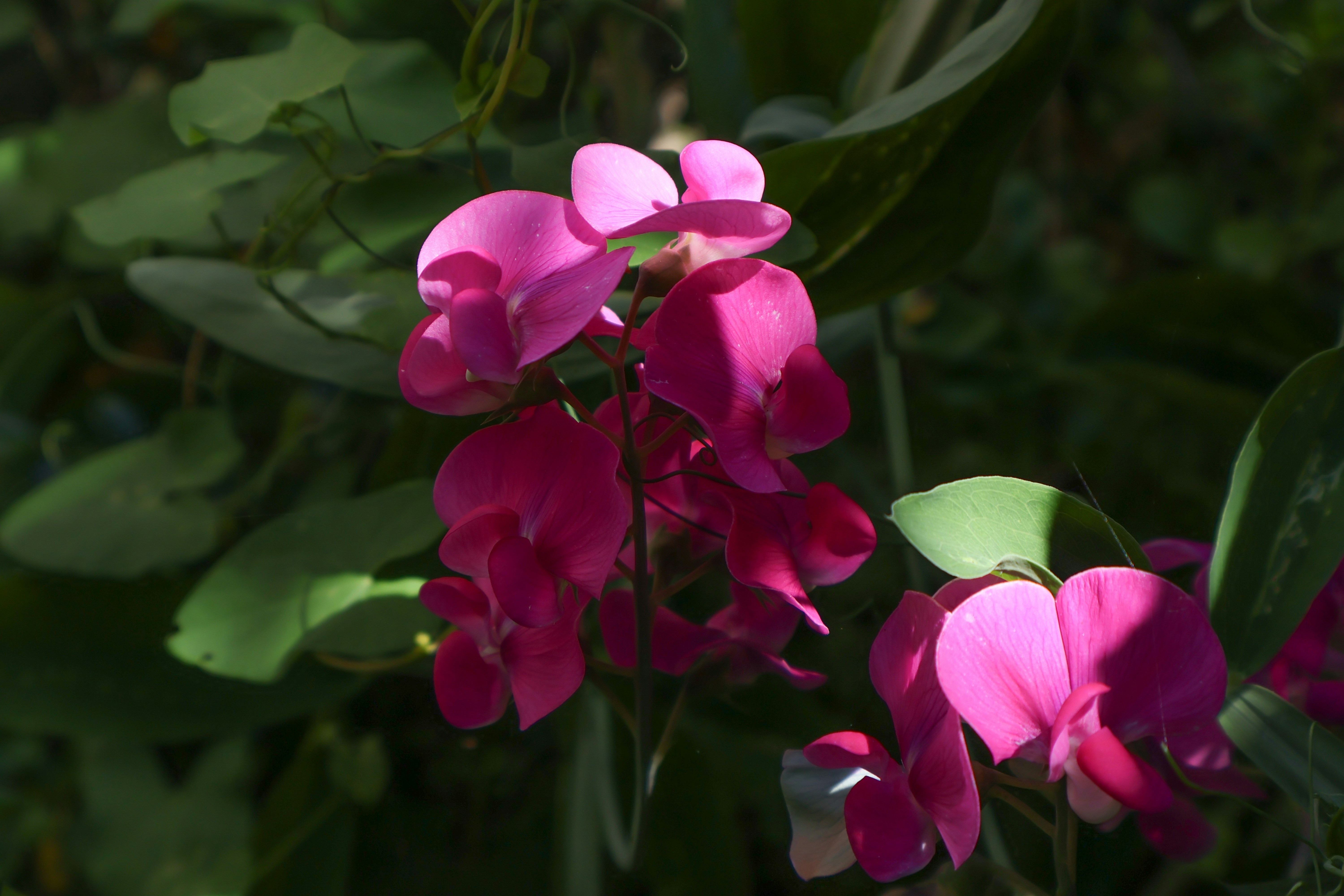 Vibrant Pink Orchid Cluster in Dappled Garden Light