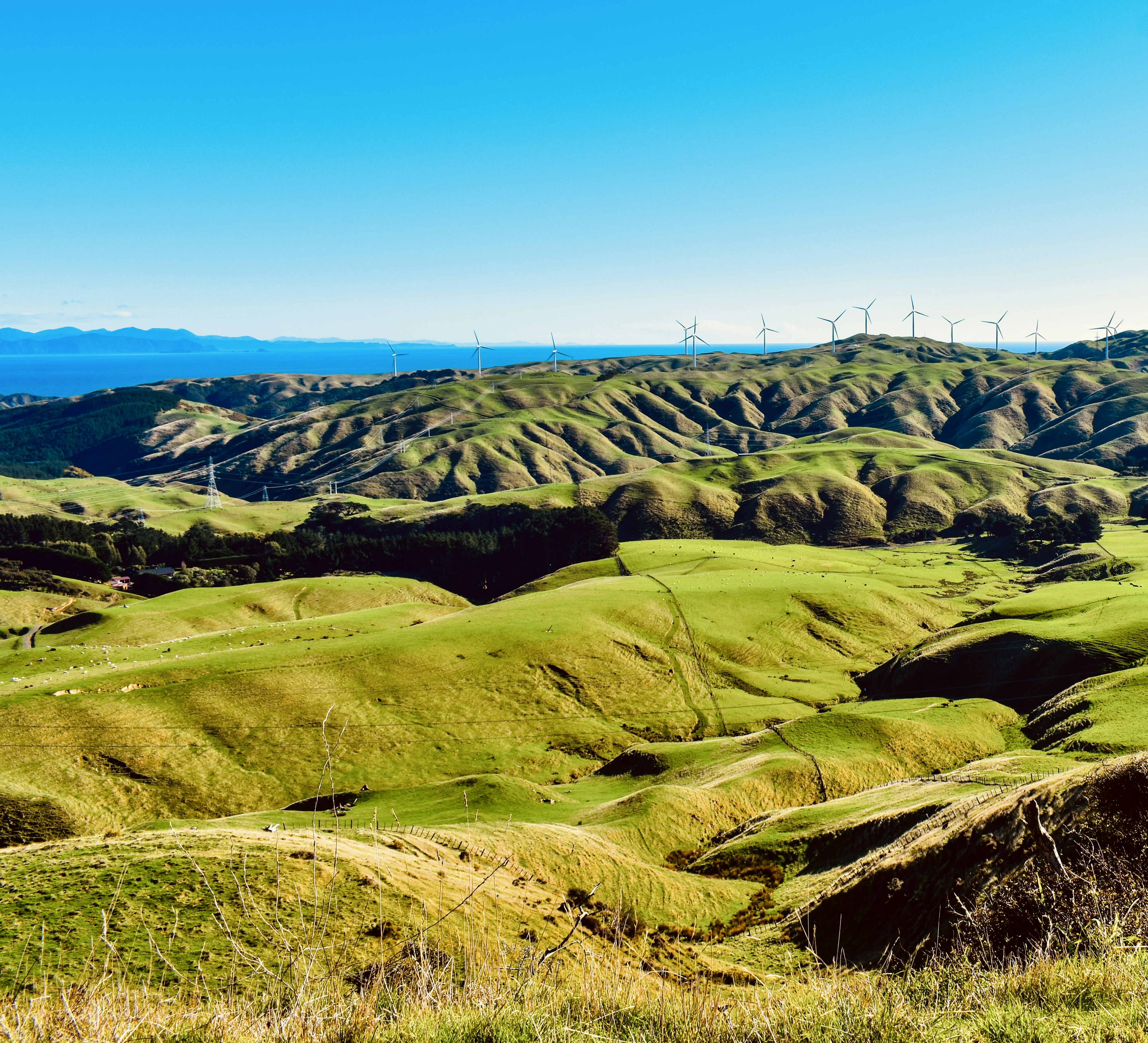 Rolling Greens and Wind Turbines: A Coastal Hillside Portrait