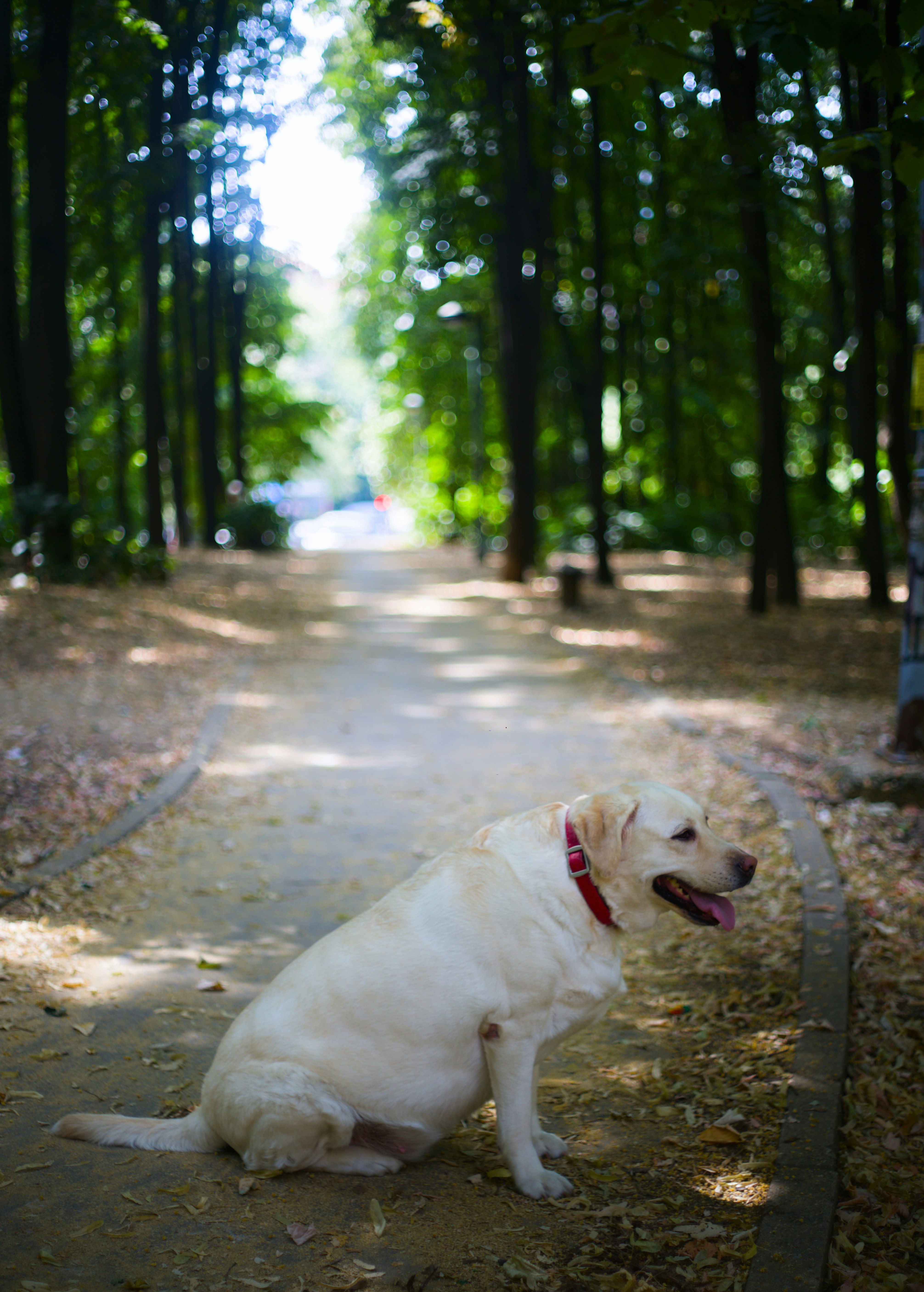 Red-Collared Companion in a Shaded Park Path