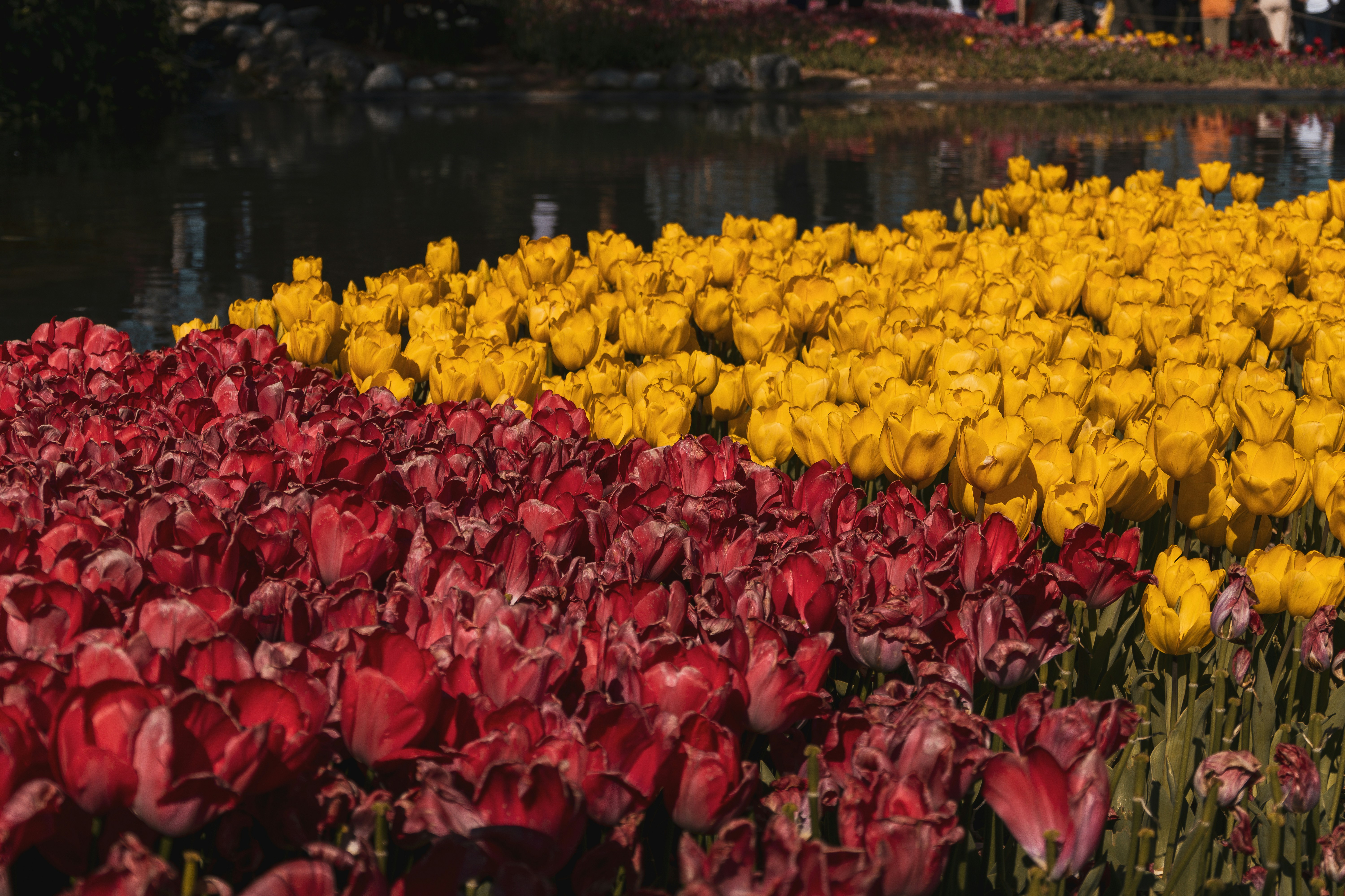 Sunlit Tulip Sea: Red Front, Yellow Back