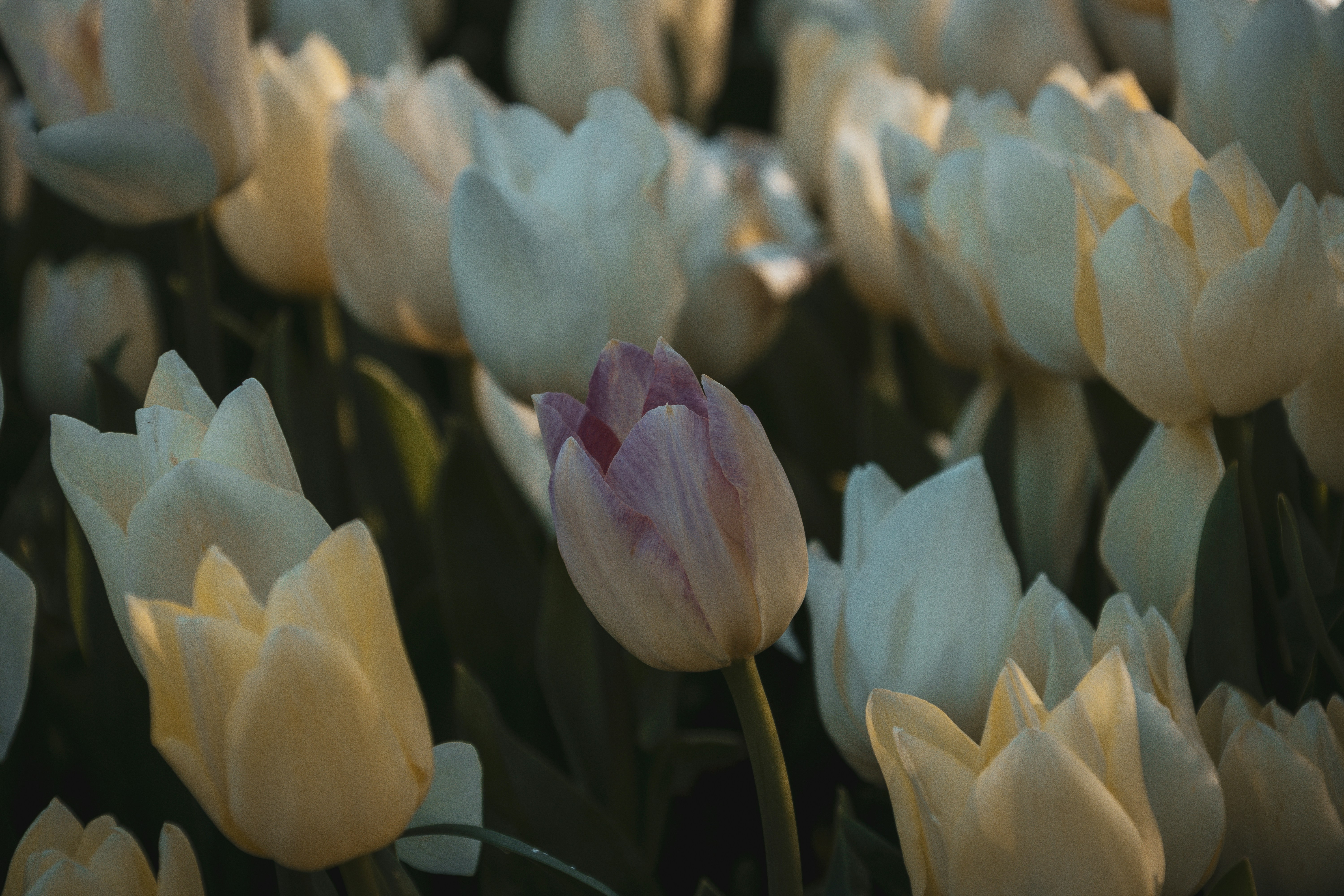 A Quiet Center: The Lone Purple Tulip Among Cream-White Blooms