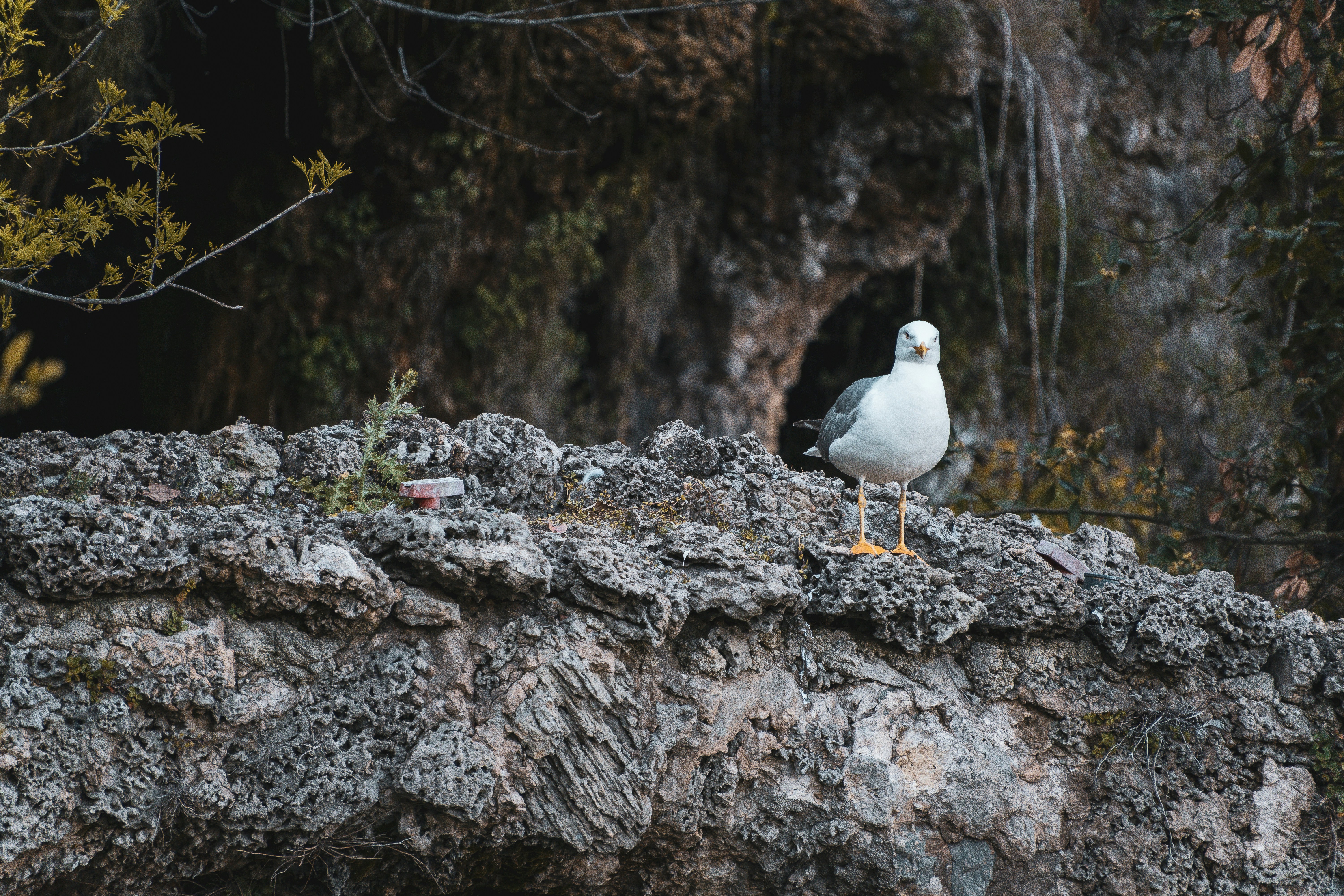Seagull Sentinel on a Weathered Cliff