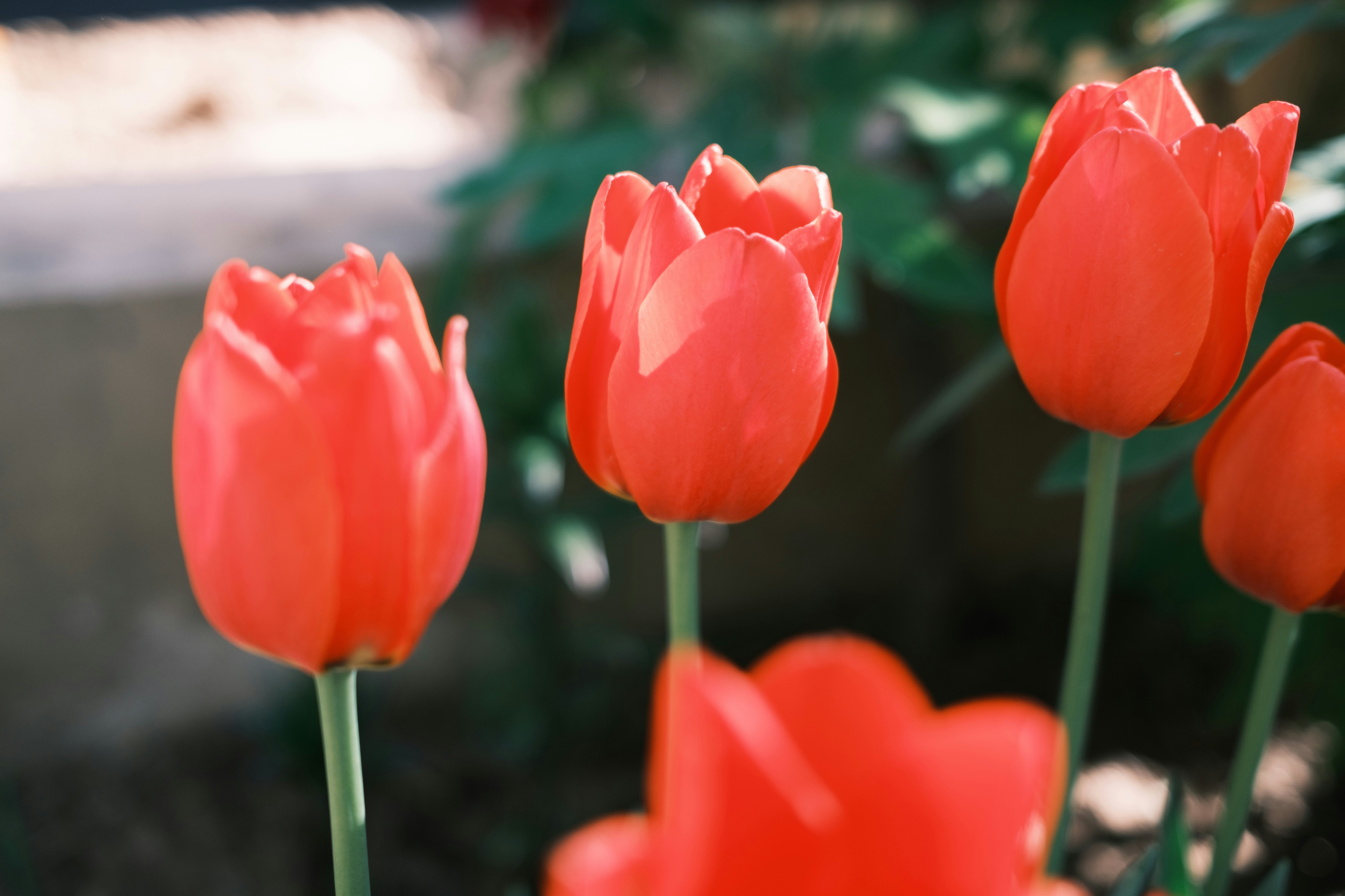 Flower Burst: Coral Tulips Reaching Toward the Sun