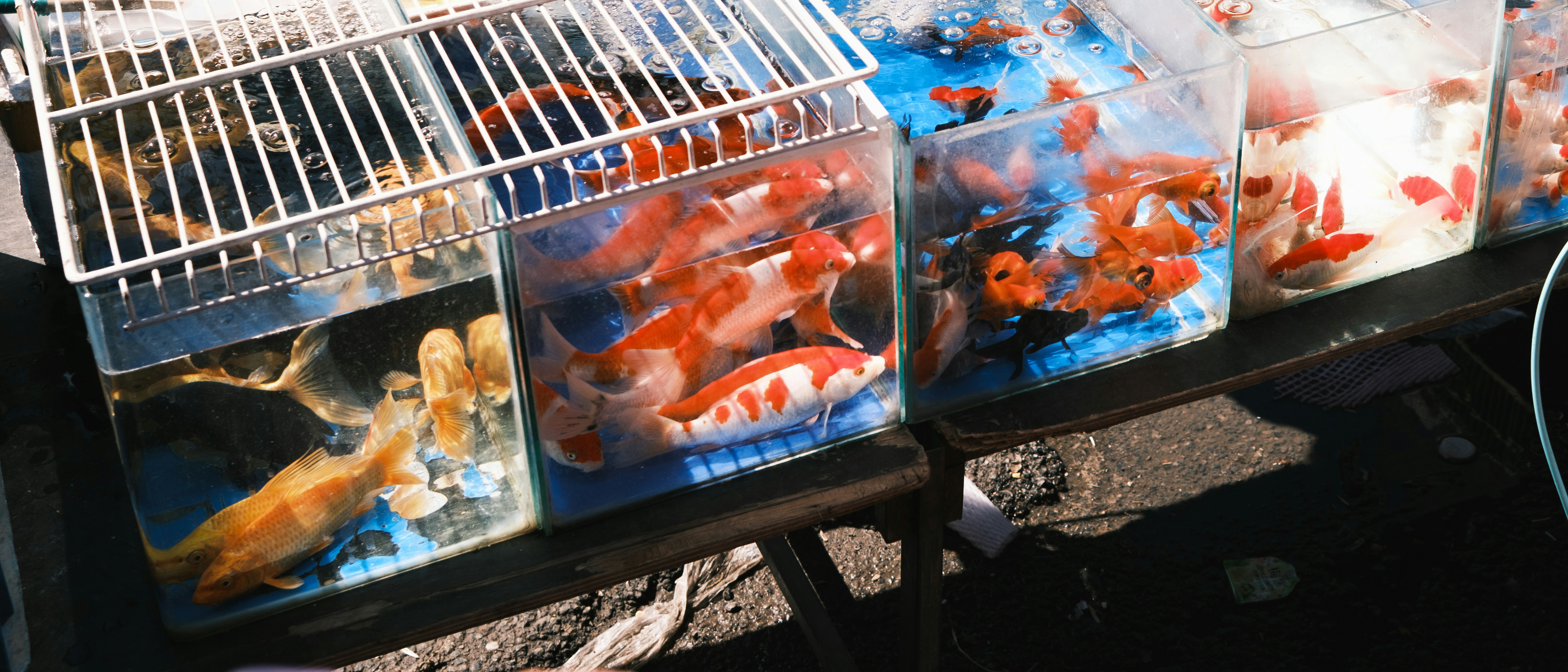 Koi Carousel: Colorful Orbs of Motion in a Market Tank