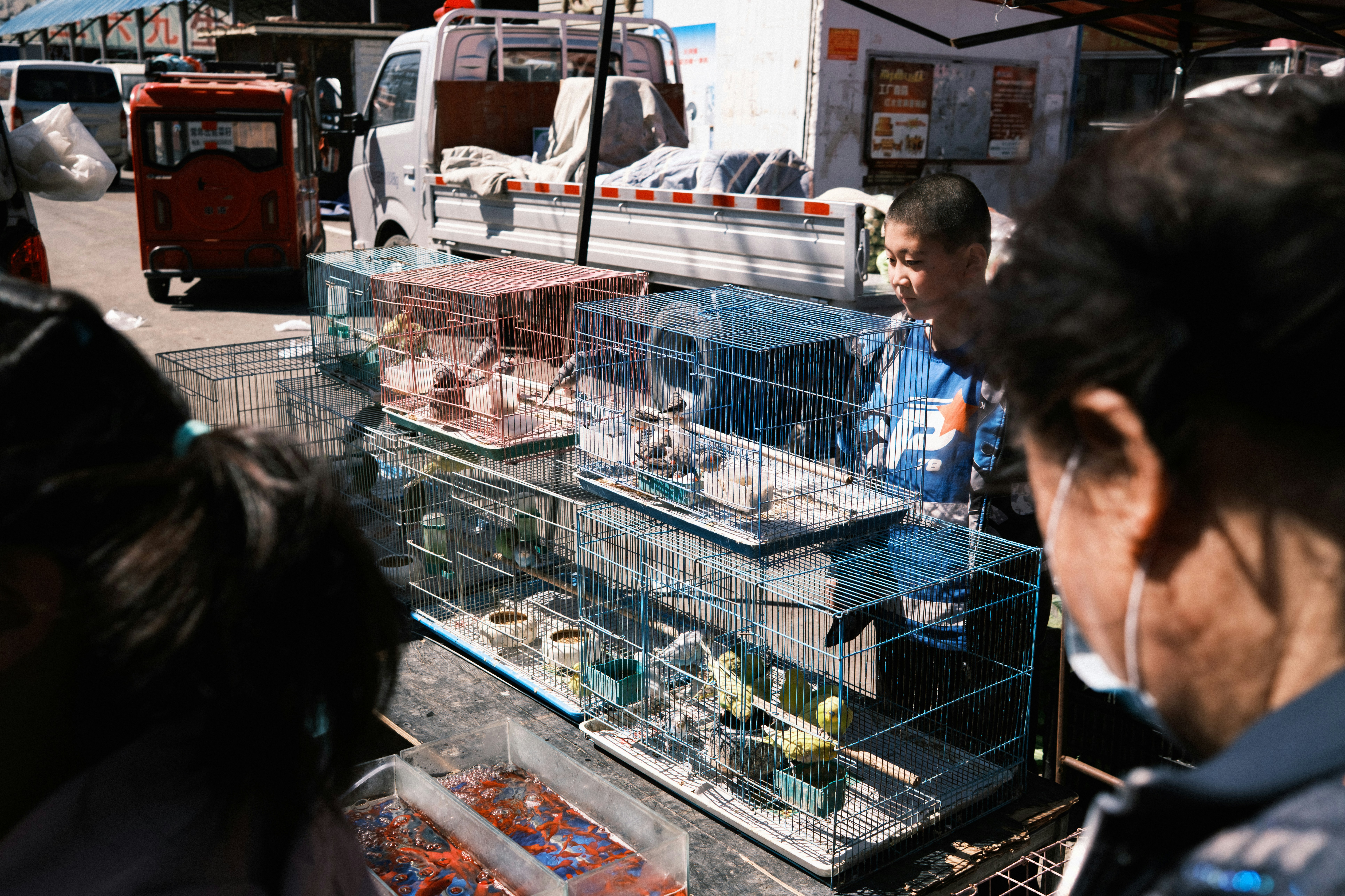 Street Market Aviaries: A Row of Crates and Tourists Under a Tented Stall