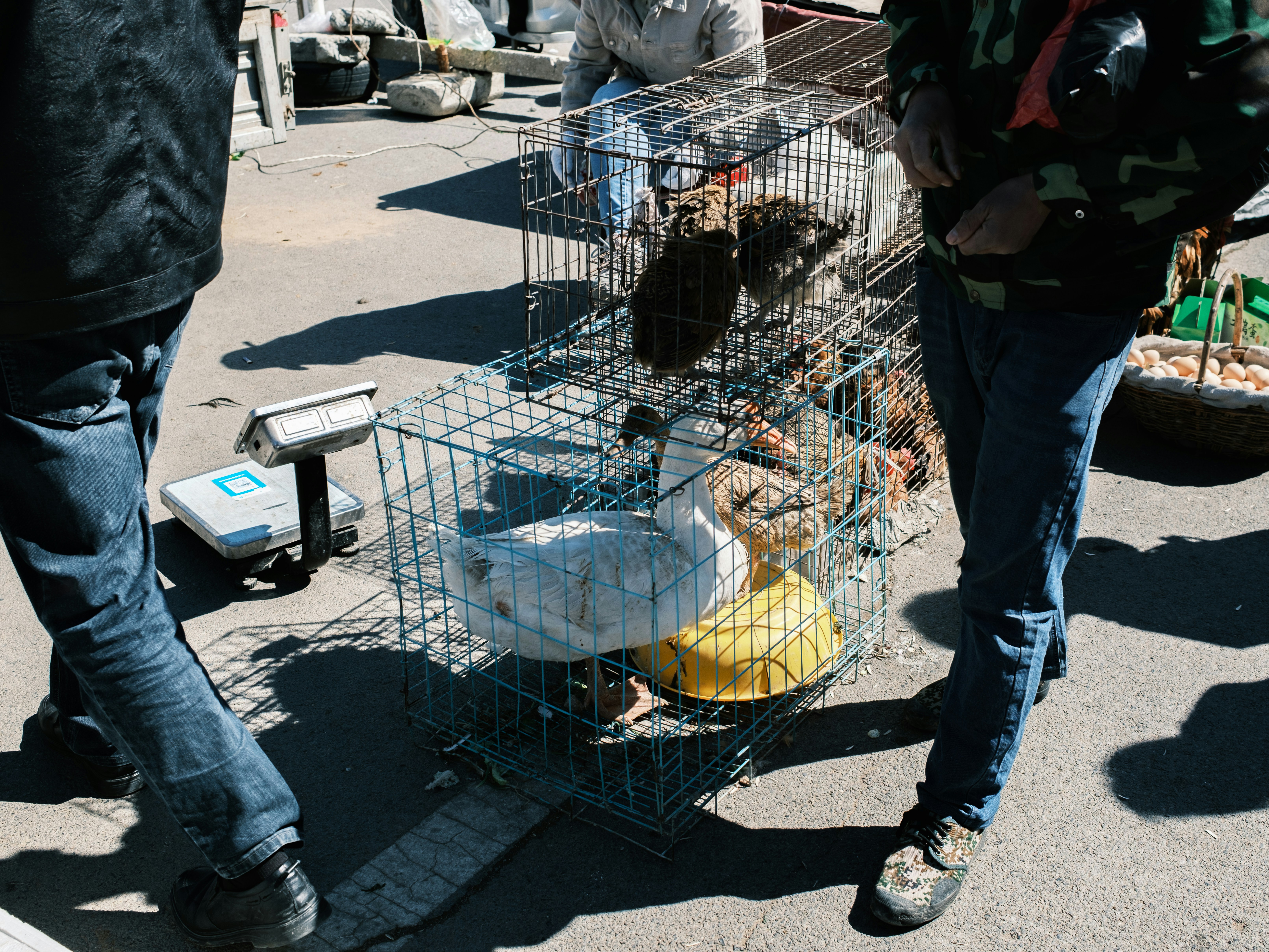 Caged parade of rescued pets: dogs and a duck amid market clutter