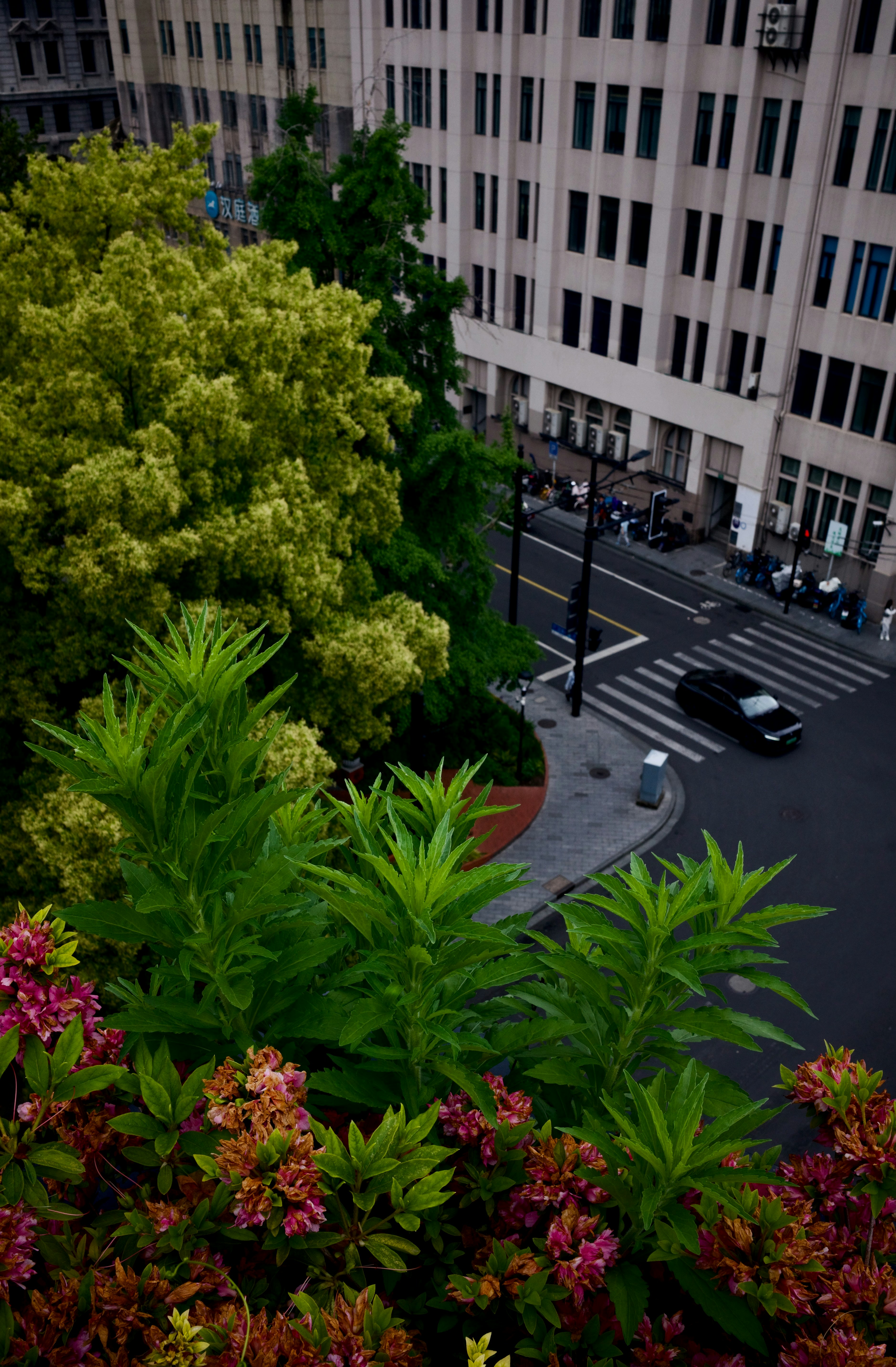 Urban Edge: Green Fronts Over a City Street