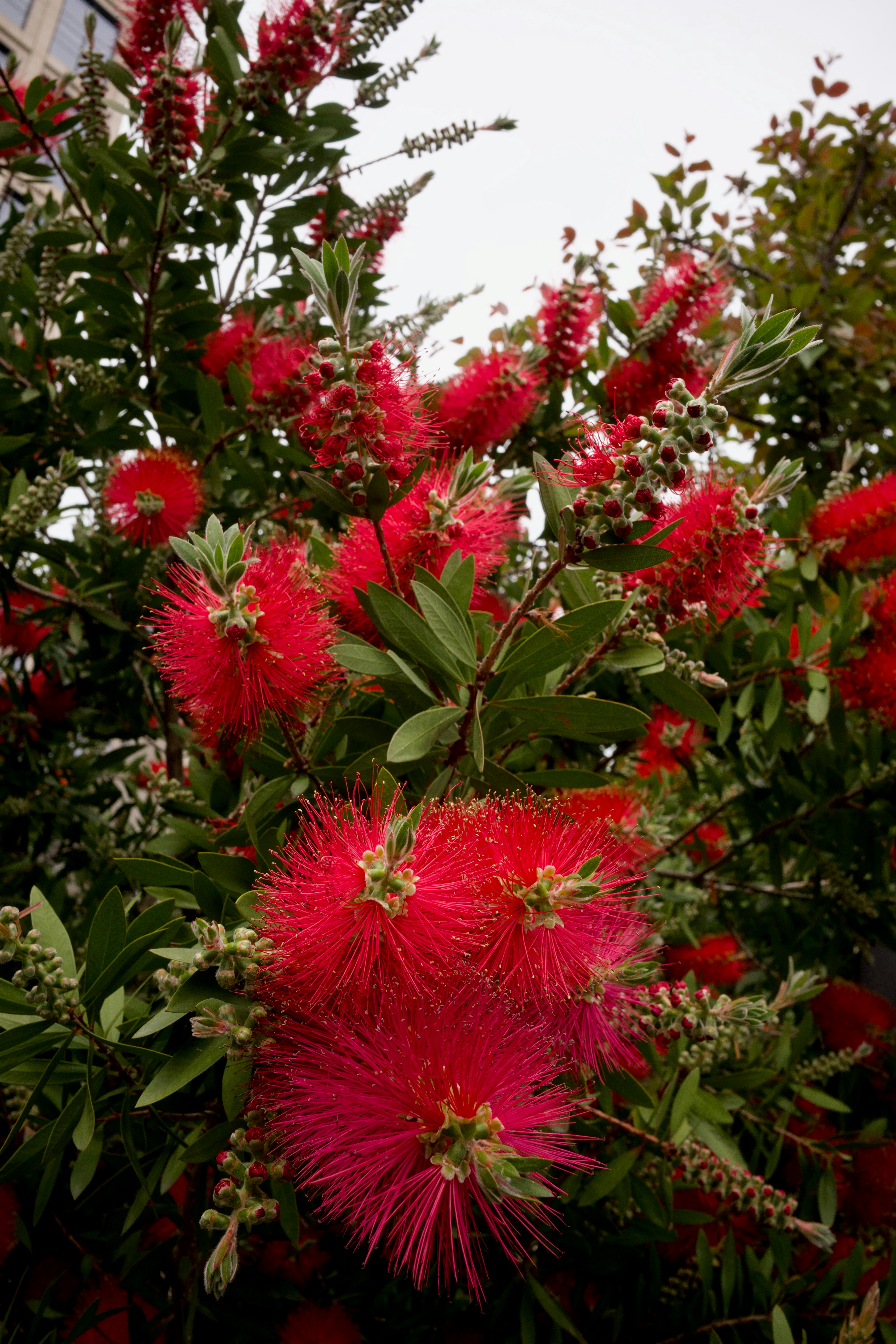 Red Fireworks in Bloom: A Burst of Pompon Flowers