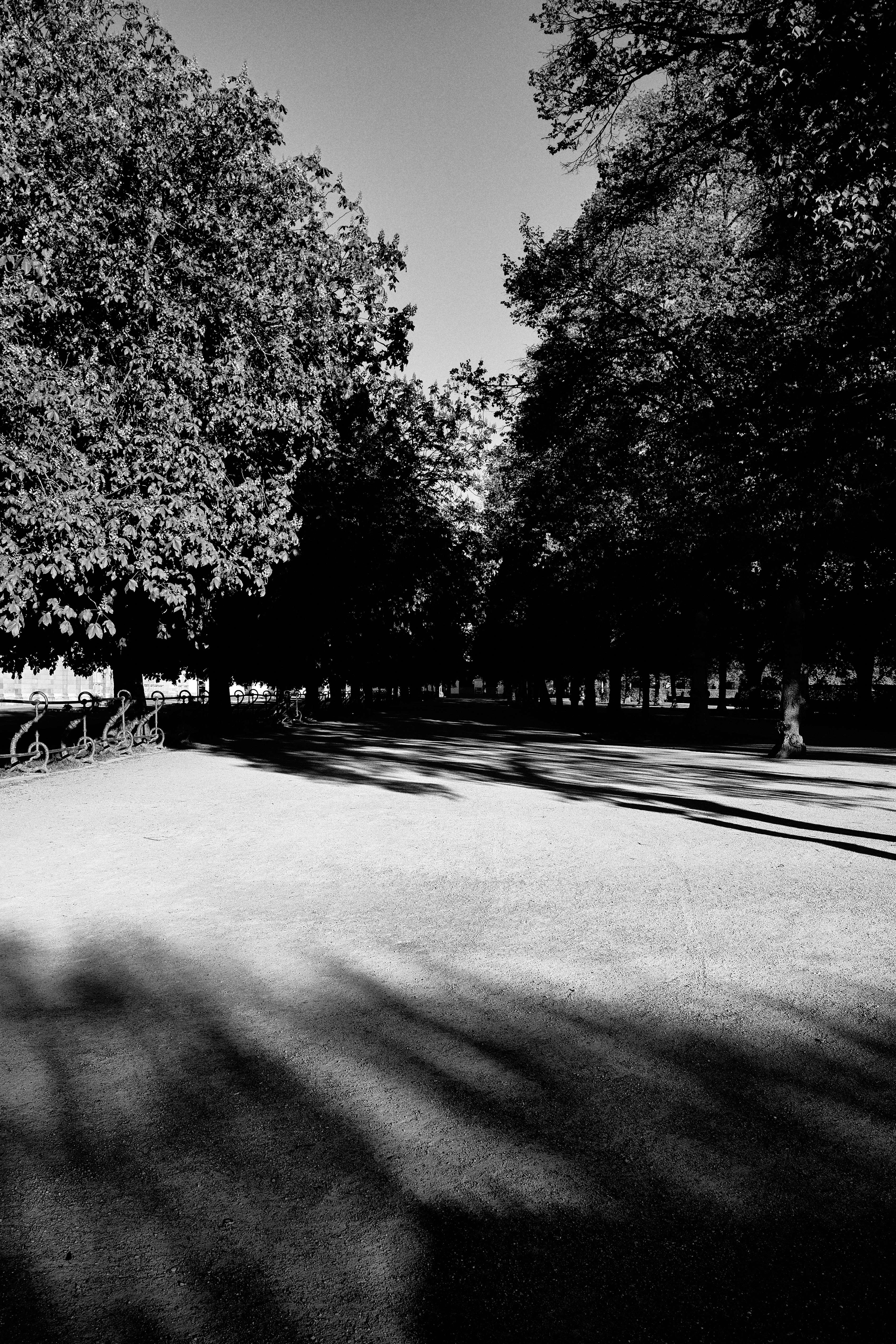 Shaded Boulevard: Tree Canopy and Dappled Light on a Park Walk
