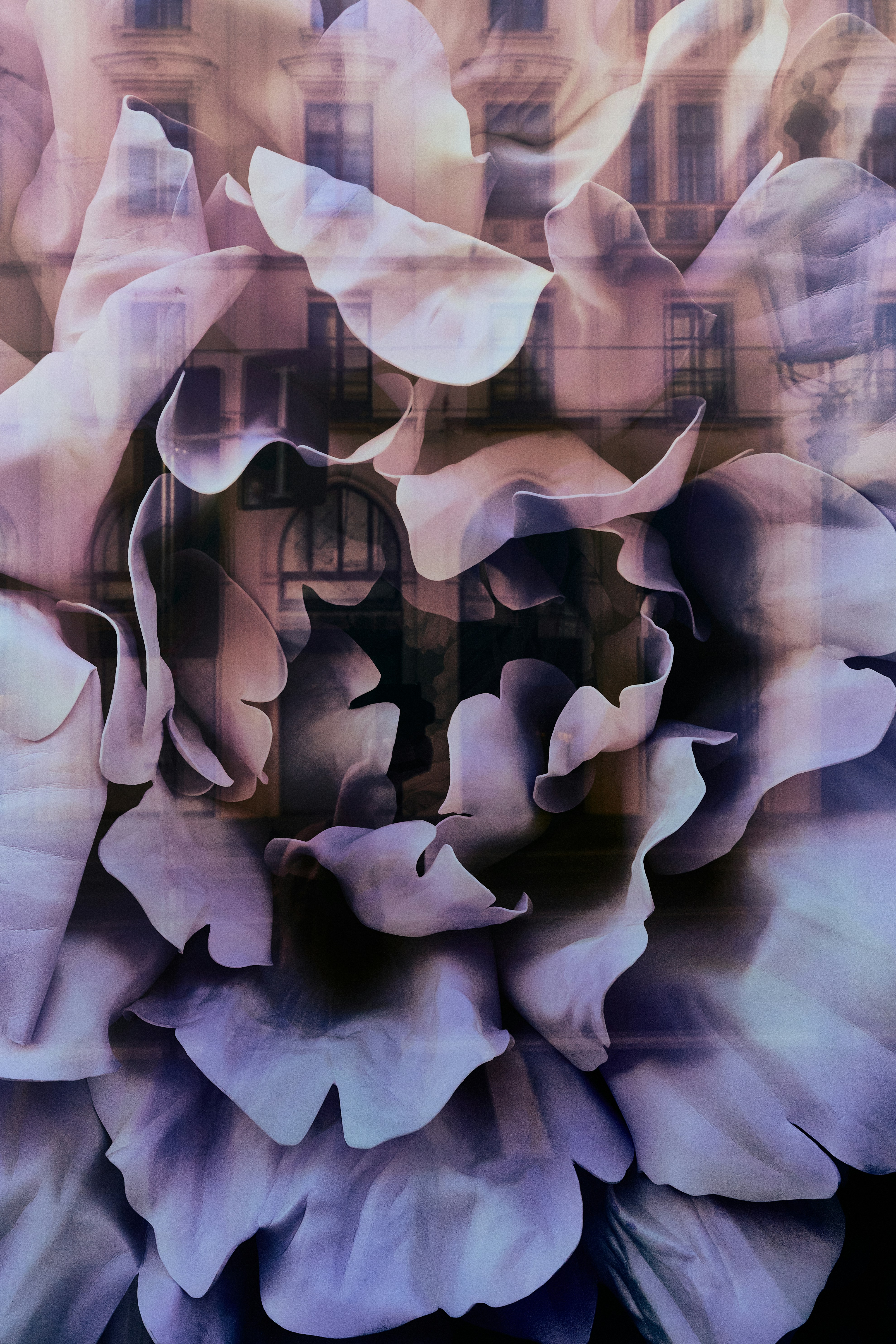 Petal Mirage: Abstract Floral Echoes Across Glass